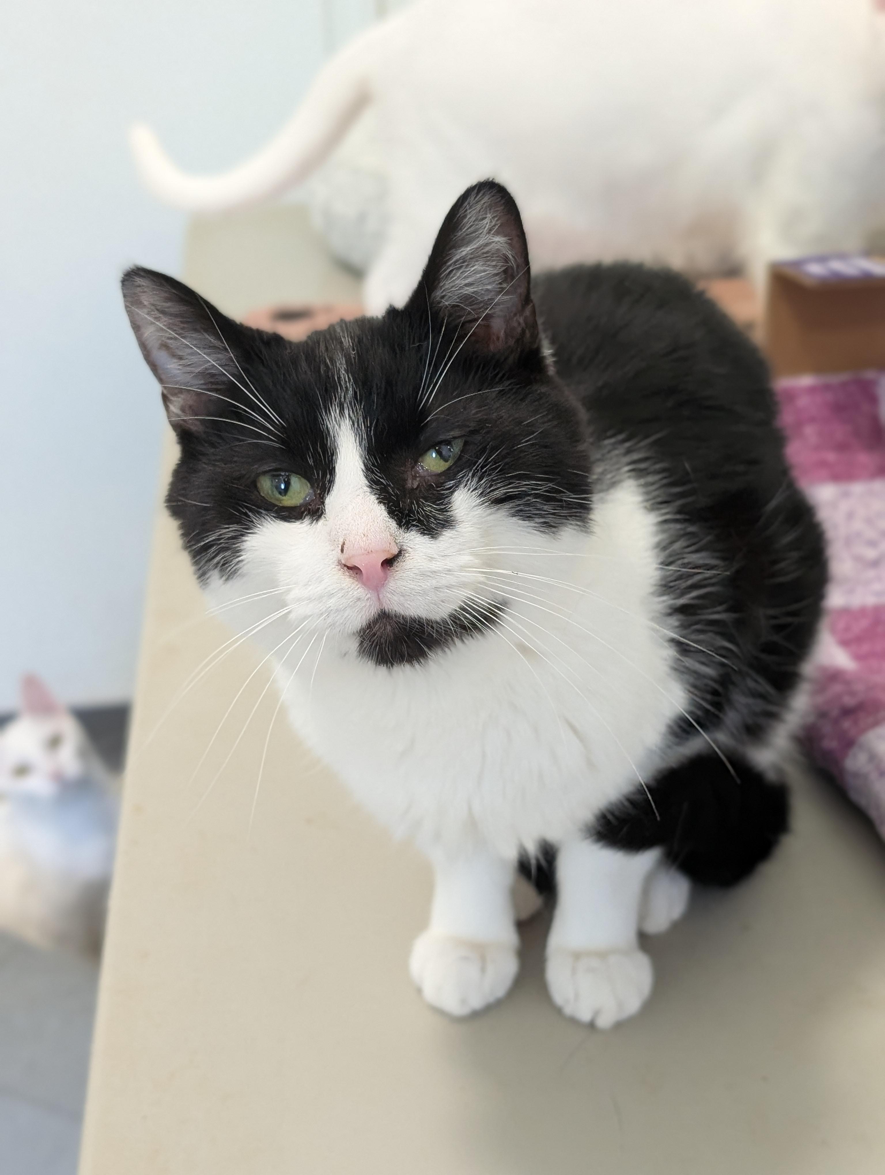 Cat for adoption - Dickory, a Tuxedo in Tilton, IL | Petfinder