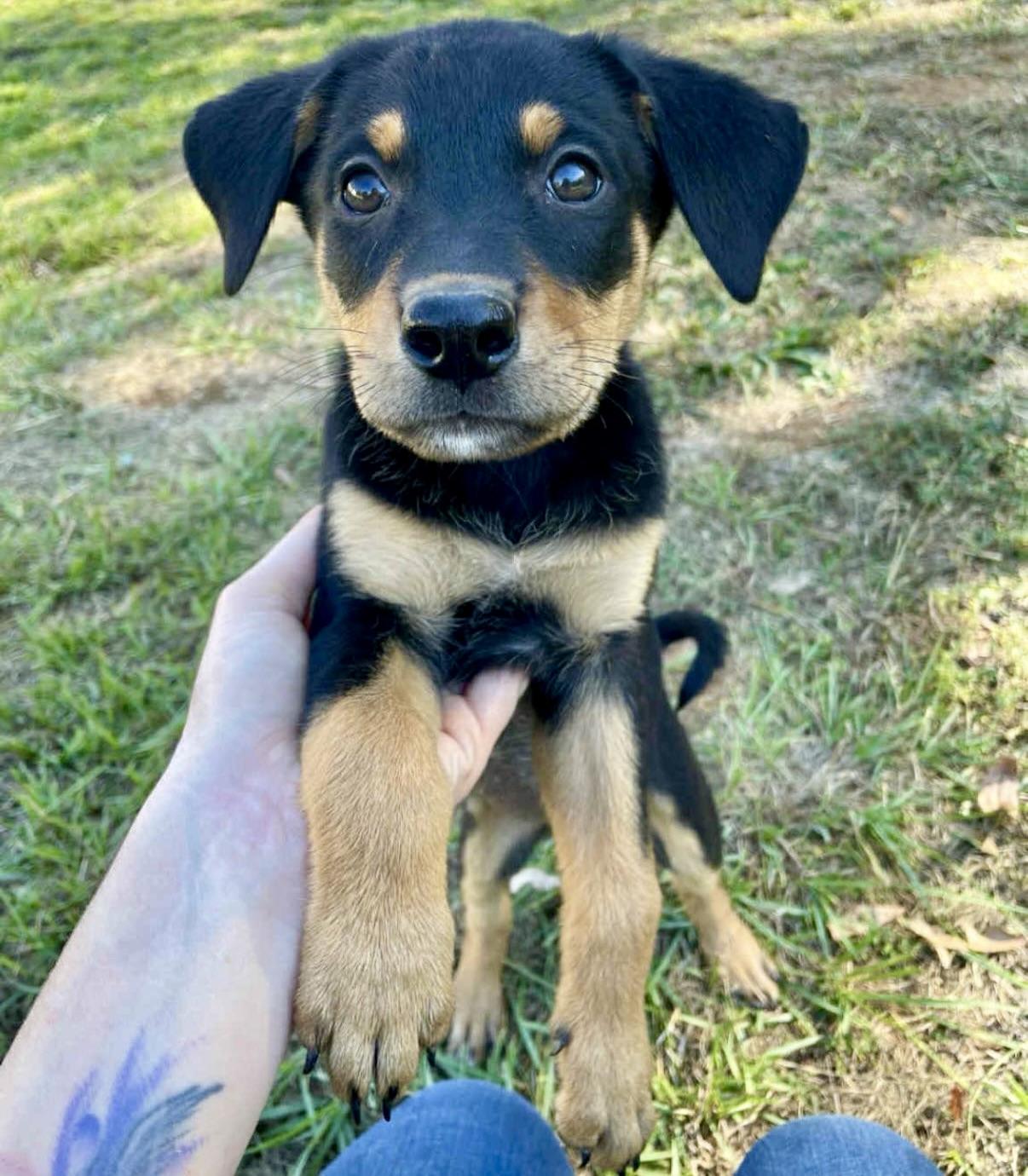 Dog for adoption - Cocoa, a Rottweiler Mix in Des Moines, IA | Petfinder