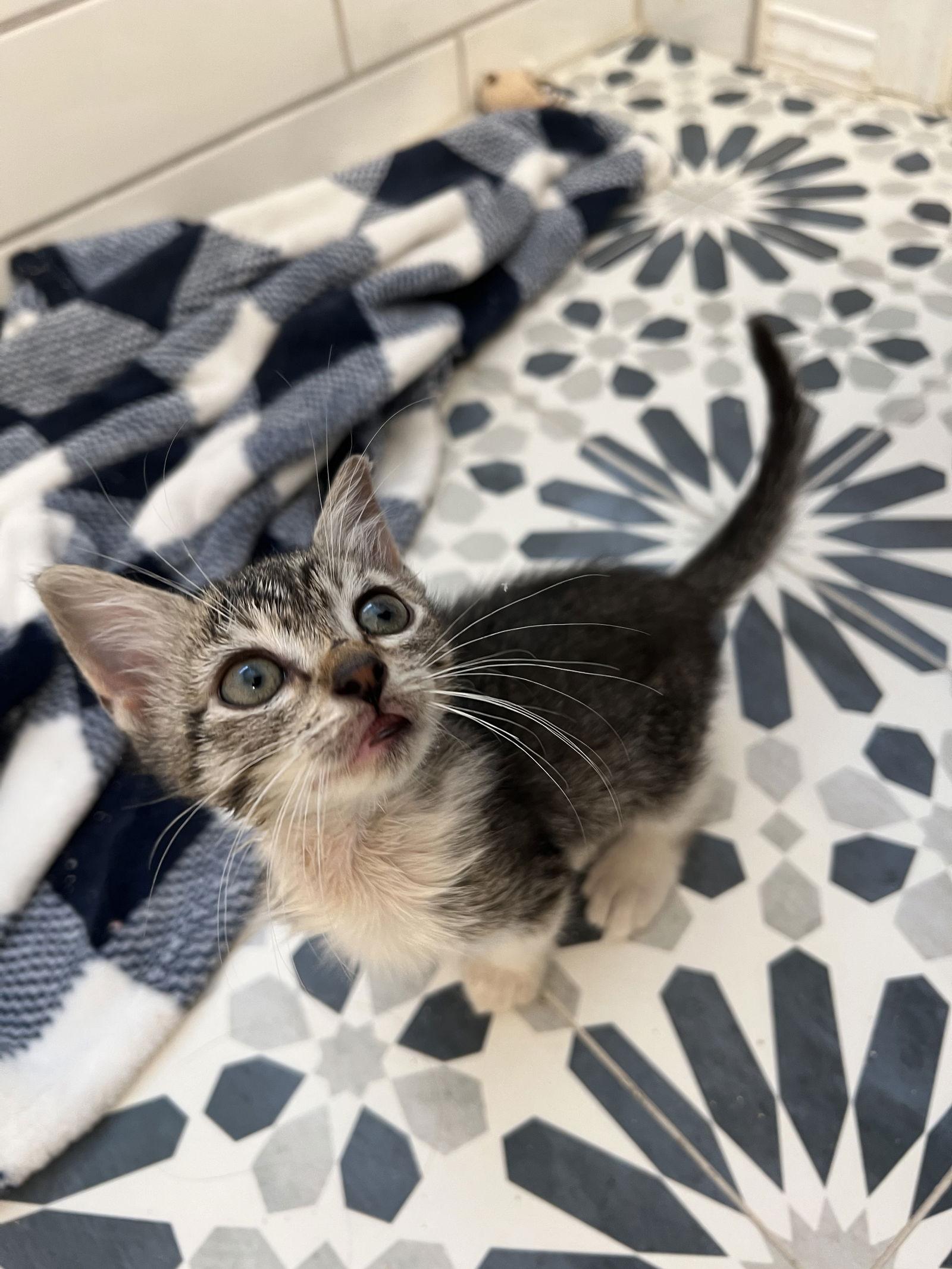 Adopt Lily in The Woodlands | Domestic Short Hair cat | Buddy