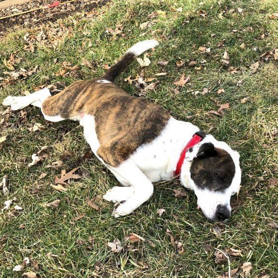 Dogs for Adoption MN | Adopt a Dog in Minnesota | Pet Haven
