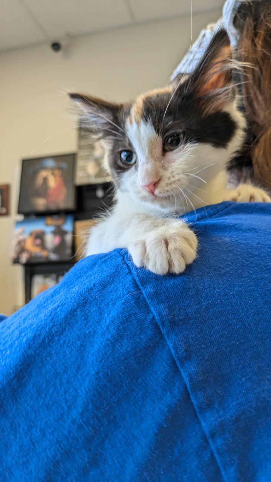 Cat for adoption - Demure, a Domestic Long Hair in South Elgin, IL ...