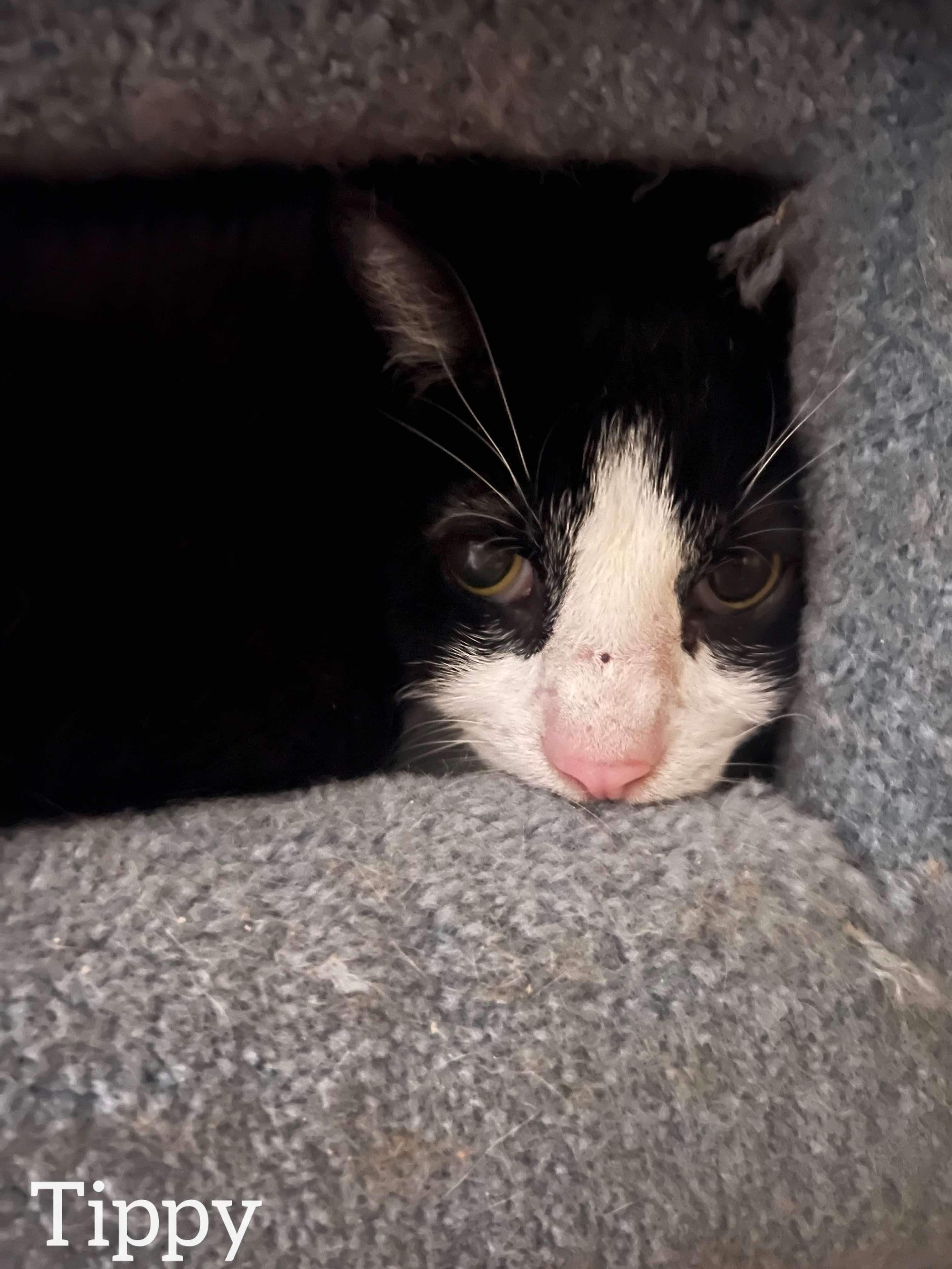 Cat for adoption - Tippy, a Domestic Short Hair in Dyersburg, TN ...