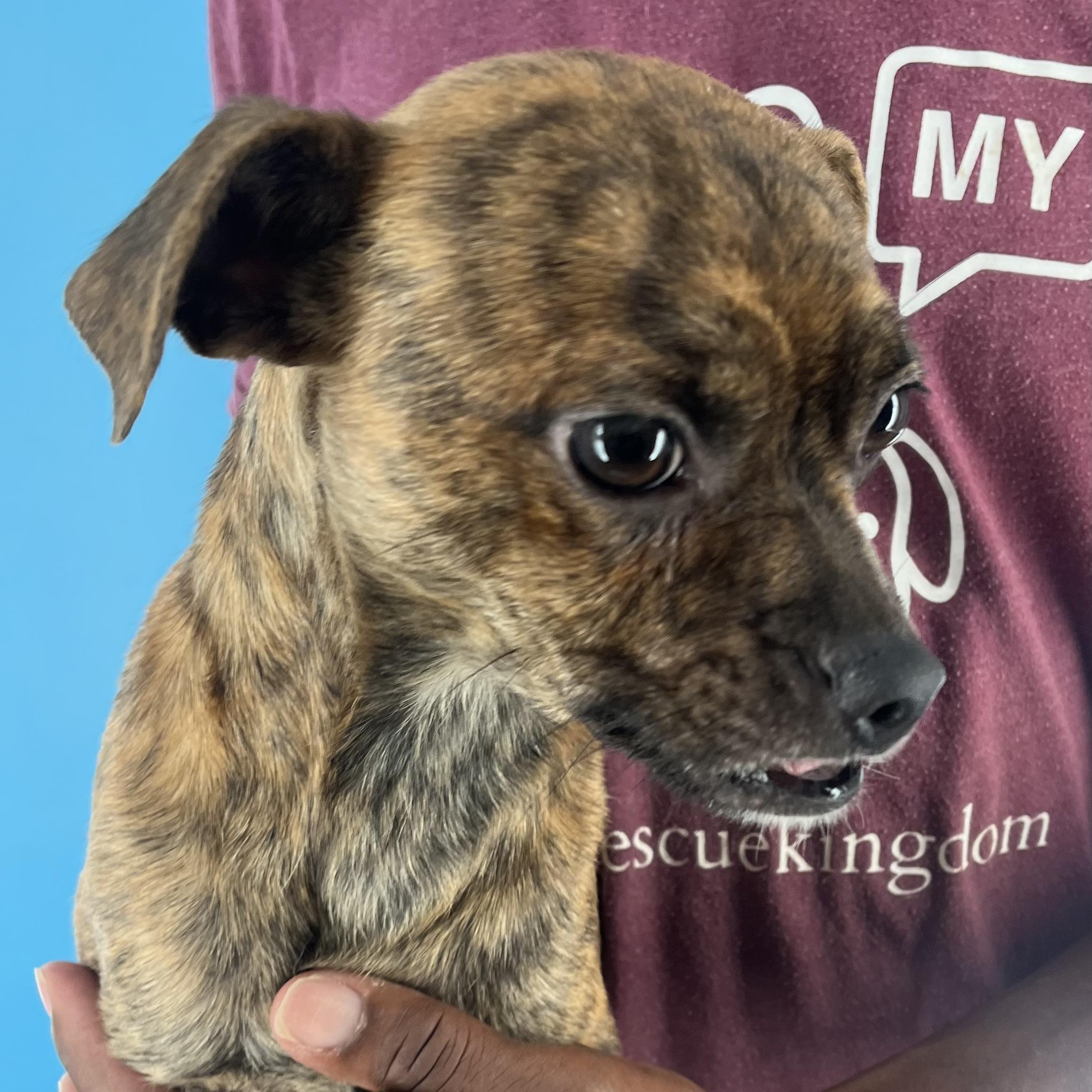 Dog for adoption - Adam - Local Oct 3-5, a Chihuahua & Pug Mix in ...