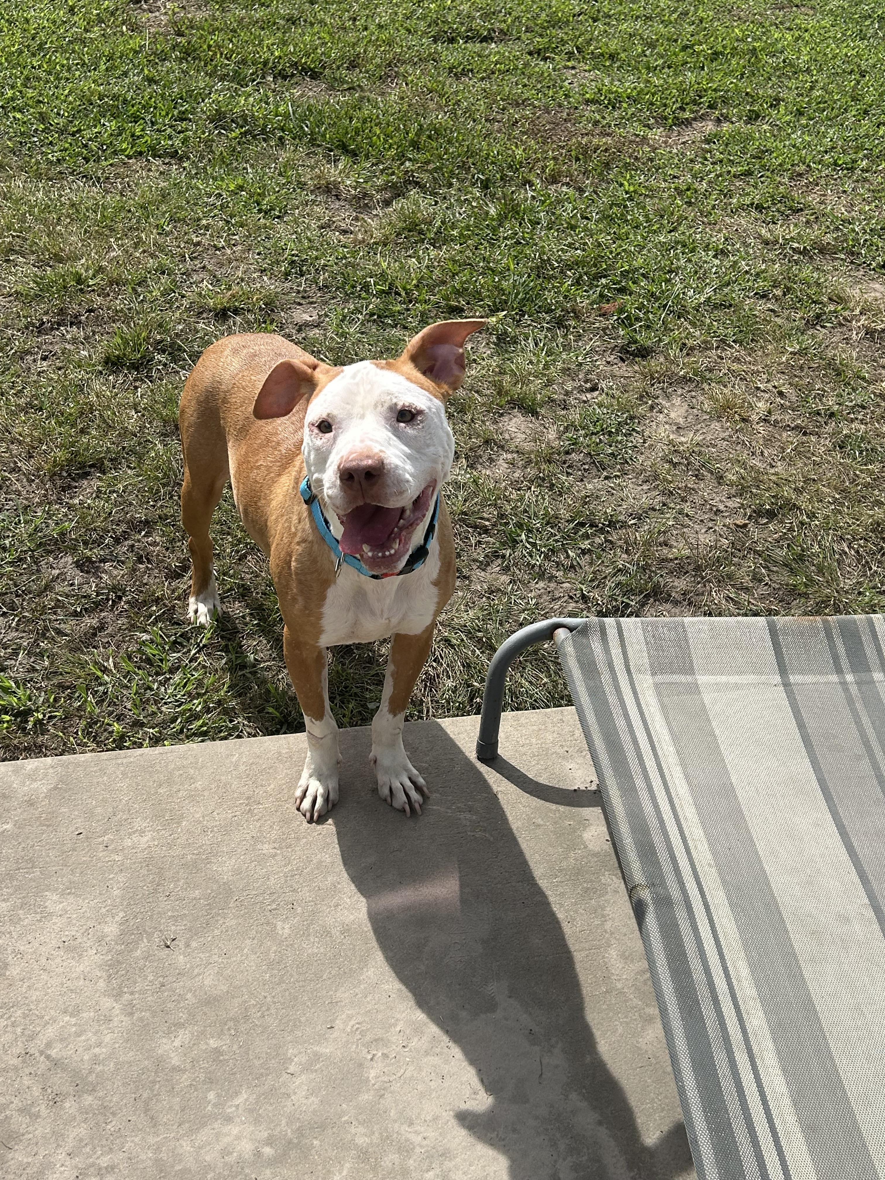 Dog for adoption - How does a girl get noticed around here? Love, Apple ...