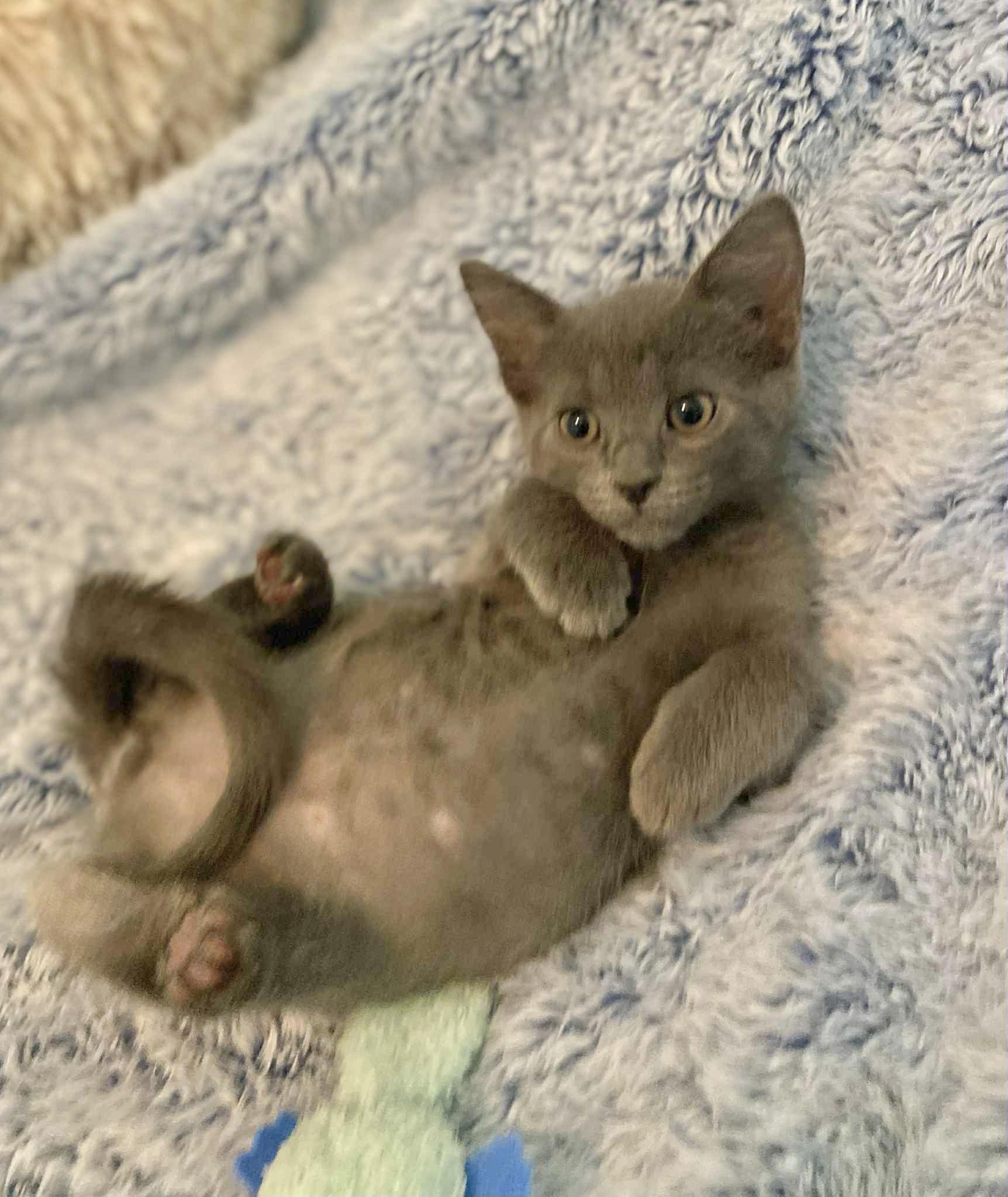 Cat for adoption - Slick, a Russian Blue & Domestic Short Hair Mix in ...