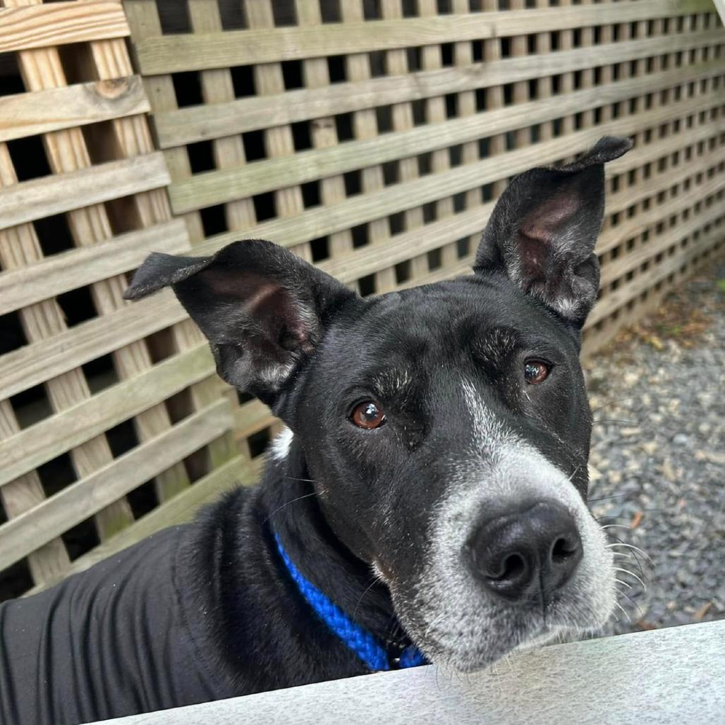 Dog for adoption - Lover, a Mixed Breed in Kutztown, PA | Petfinder