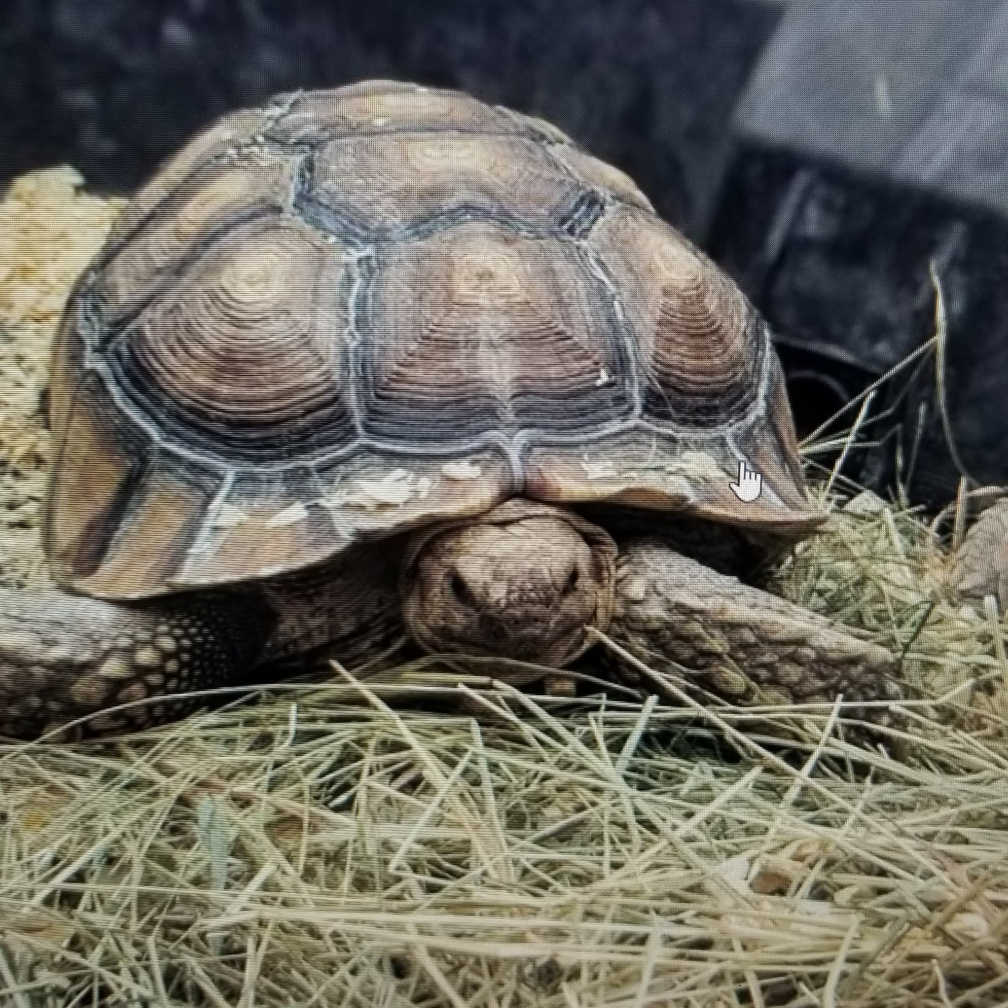 Tortoise for adoption - Ike, a Sulcata in Modesto, CA | Petfinder