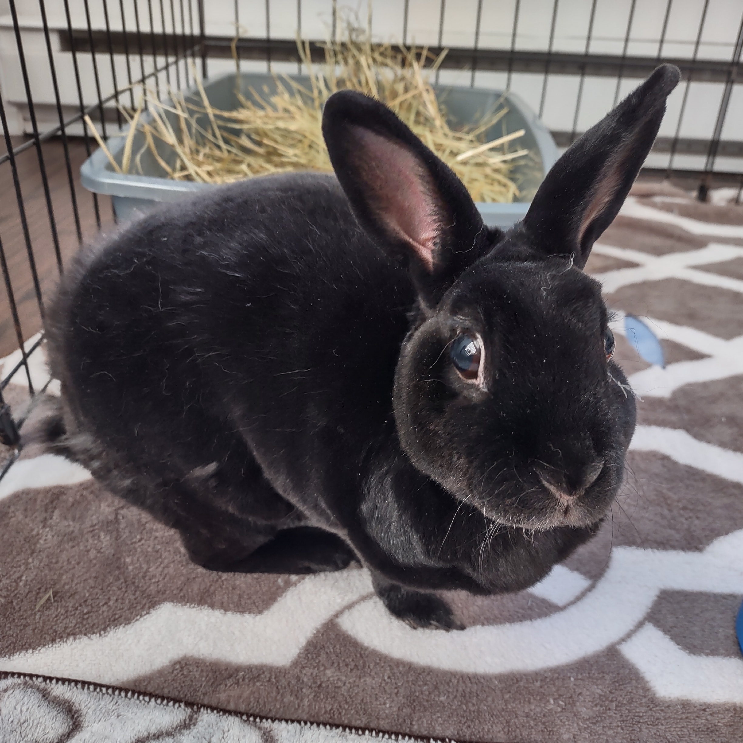 Rabbit for adoption - Charlotte, a Bunny Rabbit in Cambridge, ON ...