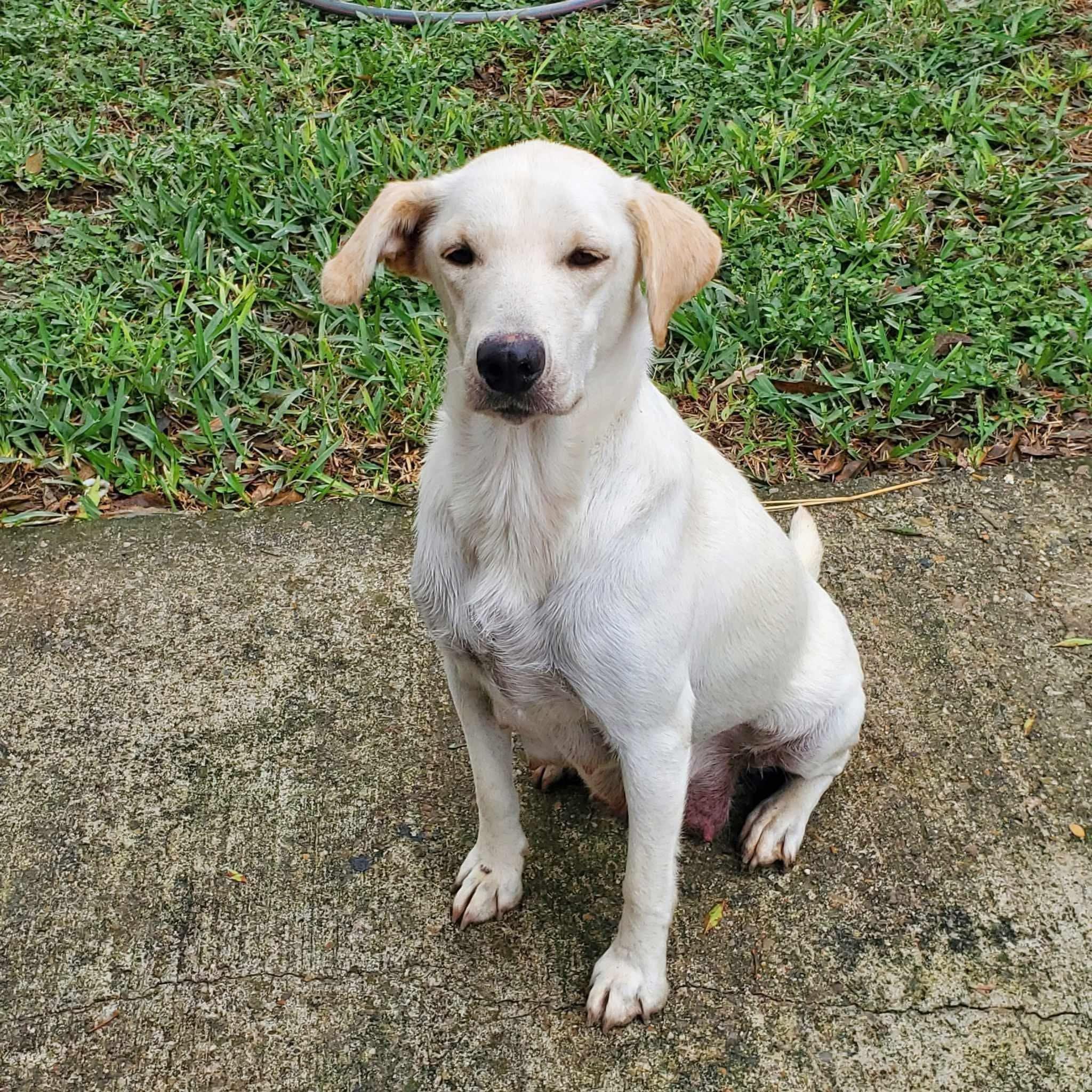 Dog for adoption - Paloma, a Yellow Labrador Retriever in Coatesville ...