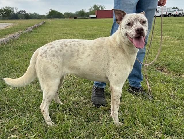 Dog for adoption - Gracie, an Australian Cattle Dog / Blue Heeler ...