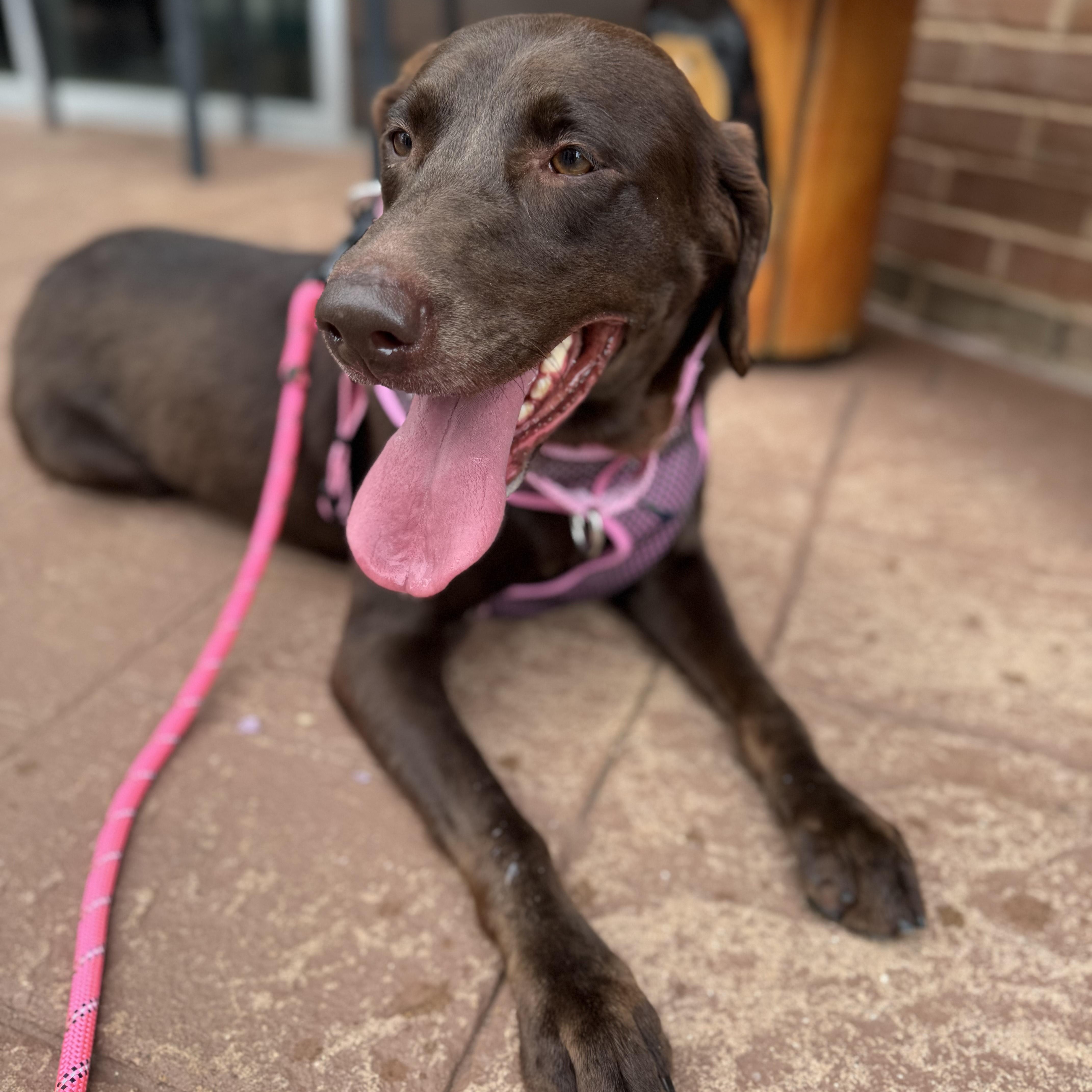Dog for adoption - Dani, a Chocolate Labrador Retriever in West Dundee ...