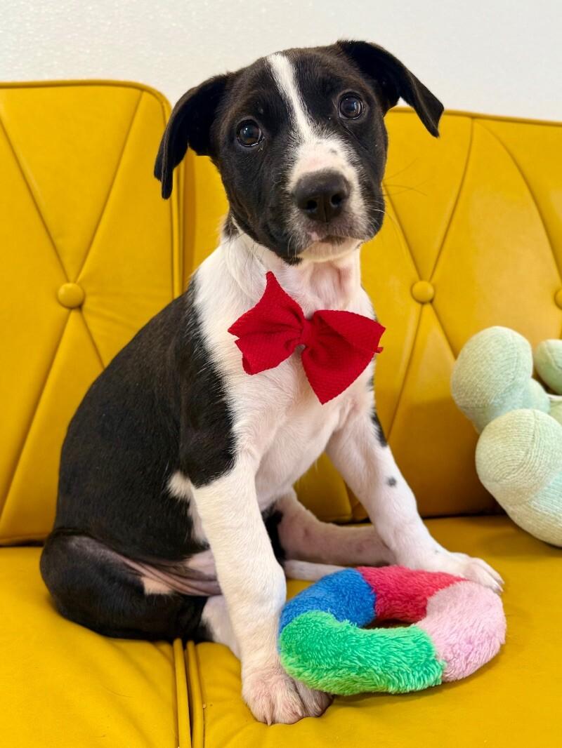Dog for adoption - Bonzai The Sweetest Girl, a Pit Bull Terrier ...