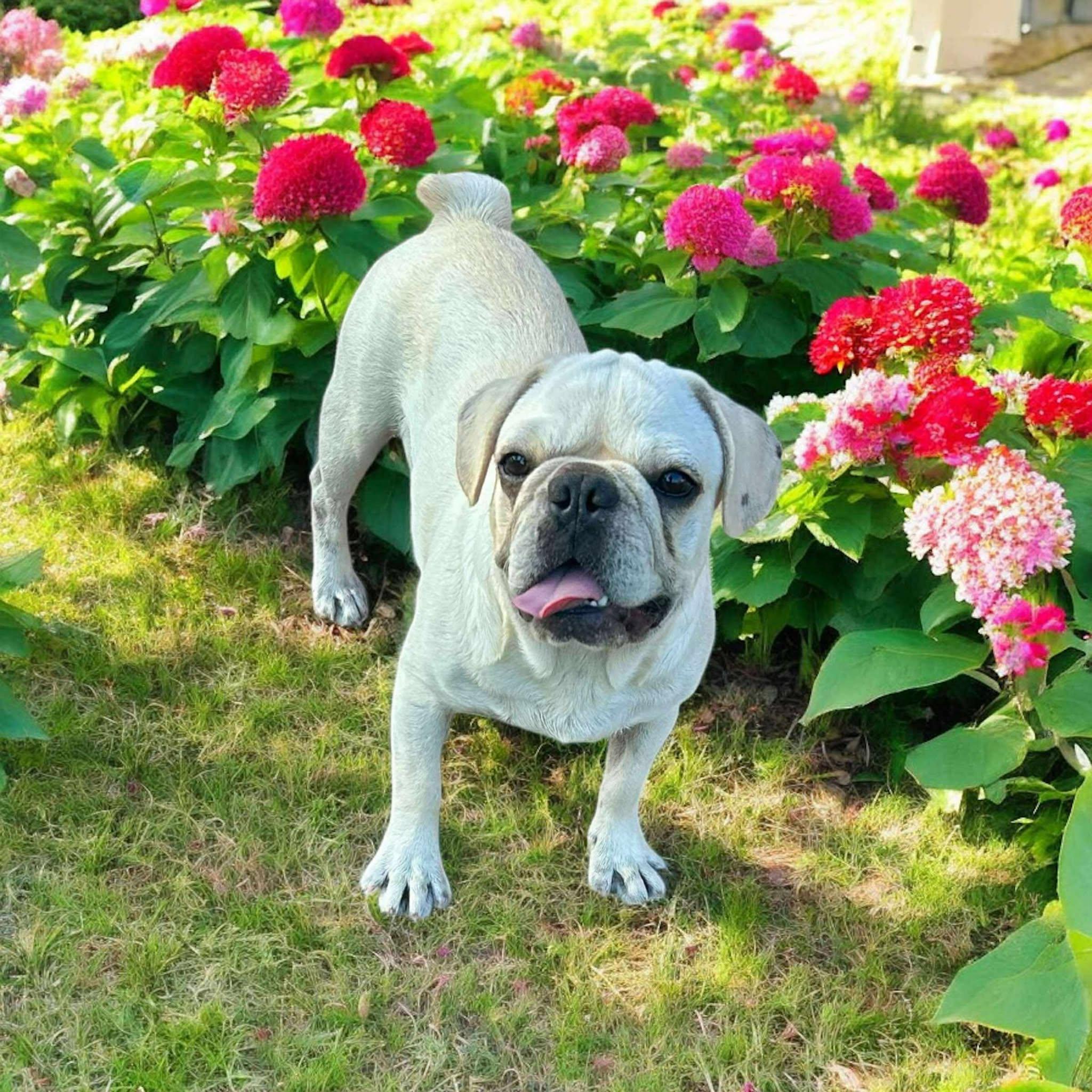 Dog for adoption - Beauty, a Pug Mix in Indianapolis, IN | Petfinder