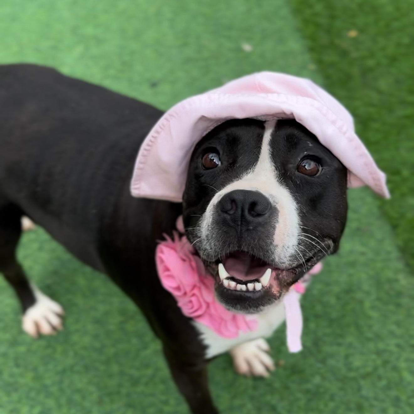 Dog for adoption - Bonnie, an American Staffordshire Terrier Mix in ...