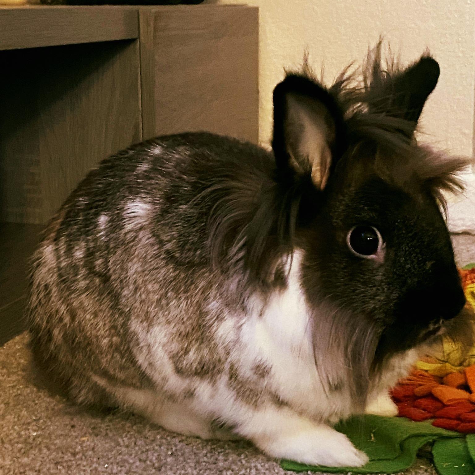 Rabbit for adoption - JB (Louis), a Lionhead in Los Angeles, CA | Petfinder