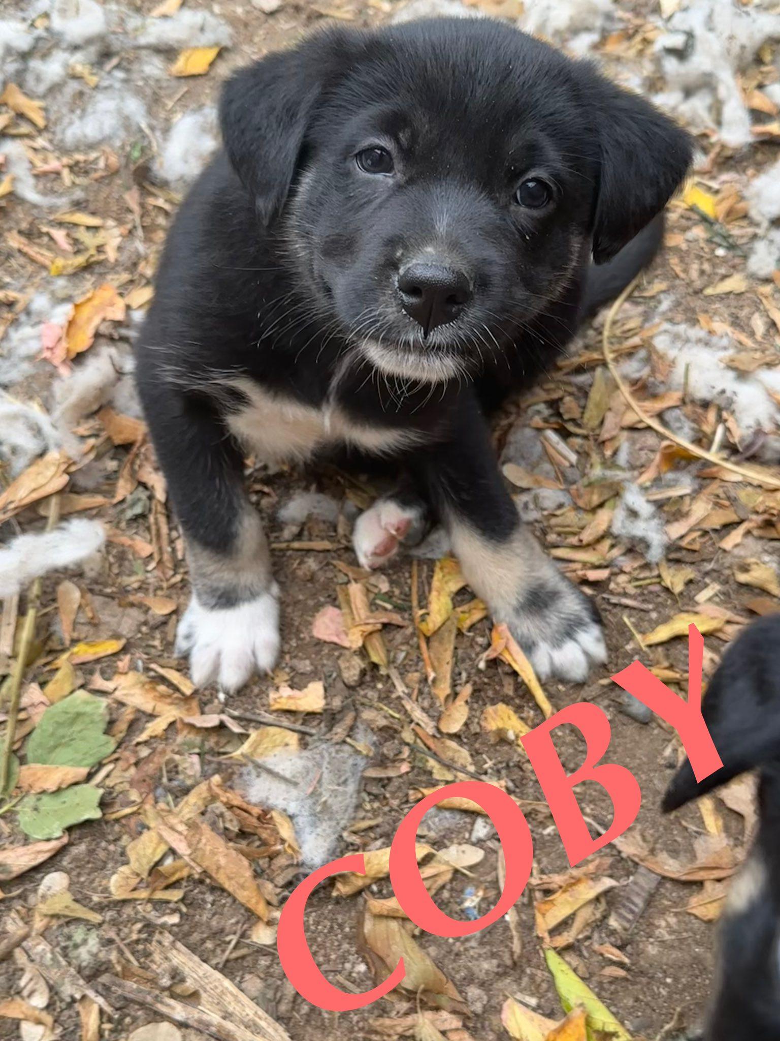 Dog for adoption - Coby, a German Shepherd Dog & Rottweiler Mix in Winnipeg, MB | Petfinder