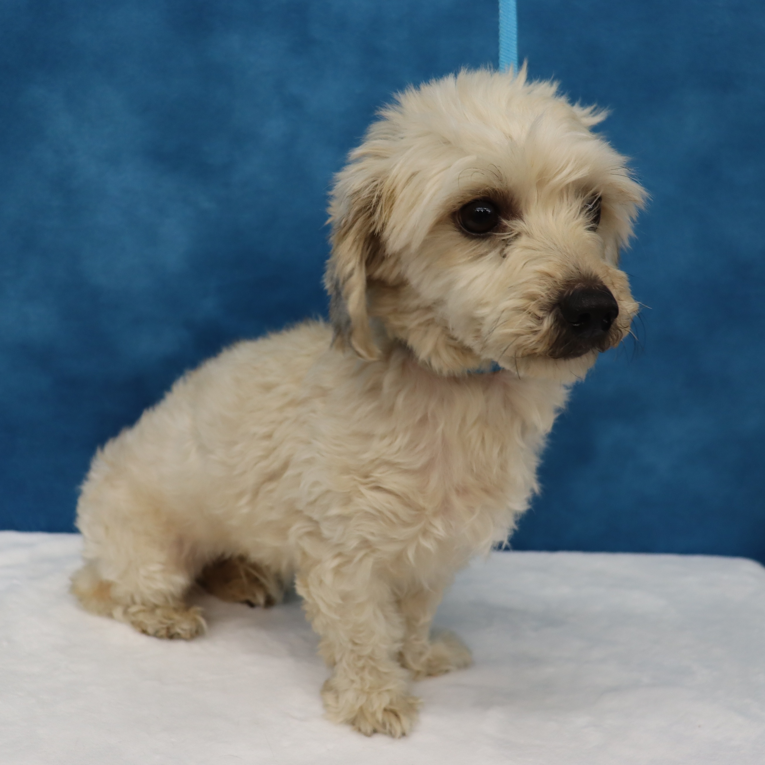 Dog for adoption - Mocha - sweet mini poodle mix, a Miniature Poodle in ...