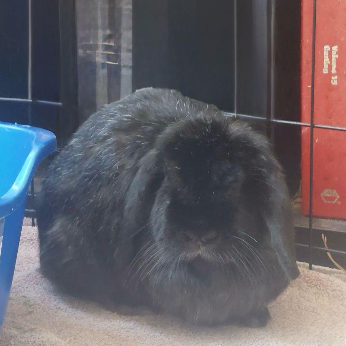 Rabbit for adoption - Mr. Blue, a Lop Eared in Fountain Valley, CA | Petfinder