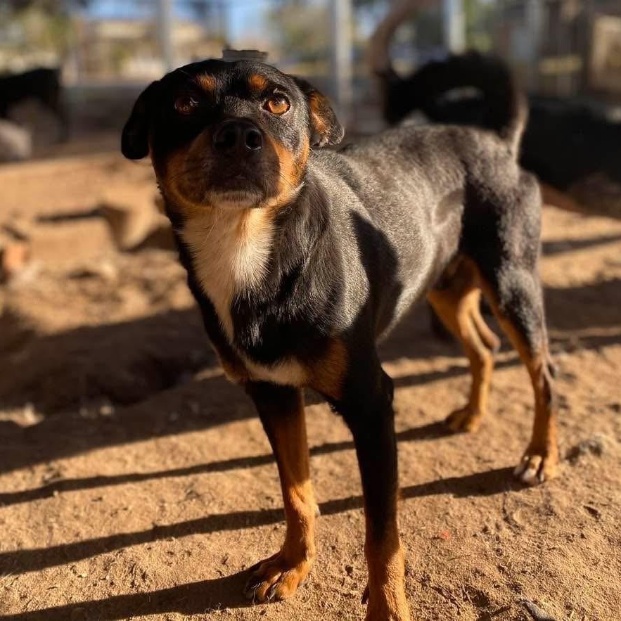 Dog for adoption - Poindexter PC, a Miniature Pinscher & Terrier Mix in ...