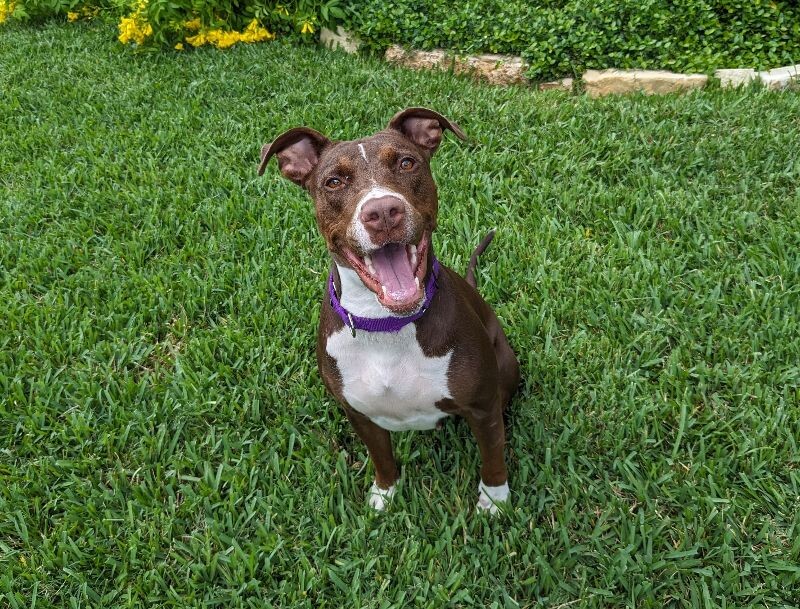 Dog for adoption - Betsy Boo, a Pit Bull Terrier & Labrador Retriever ...