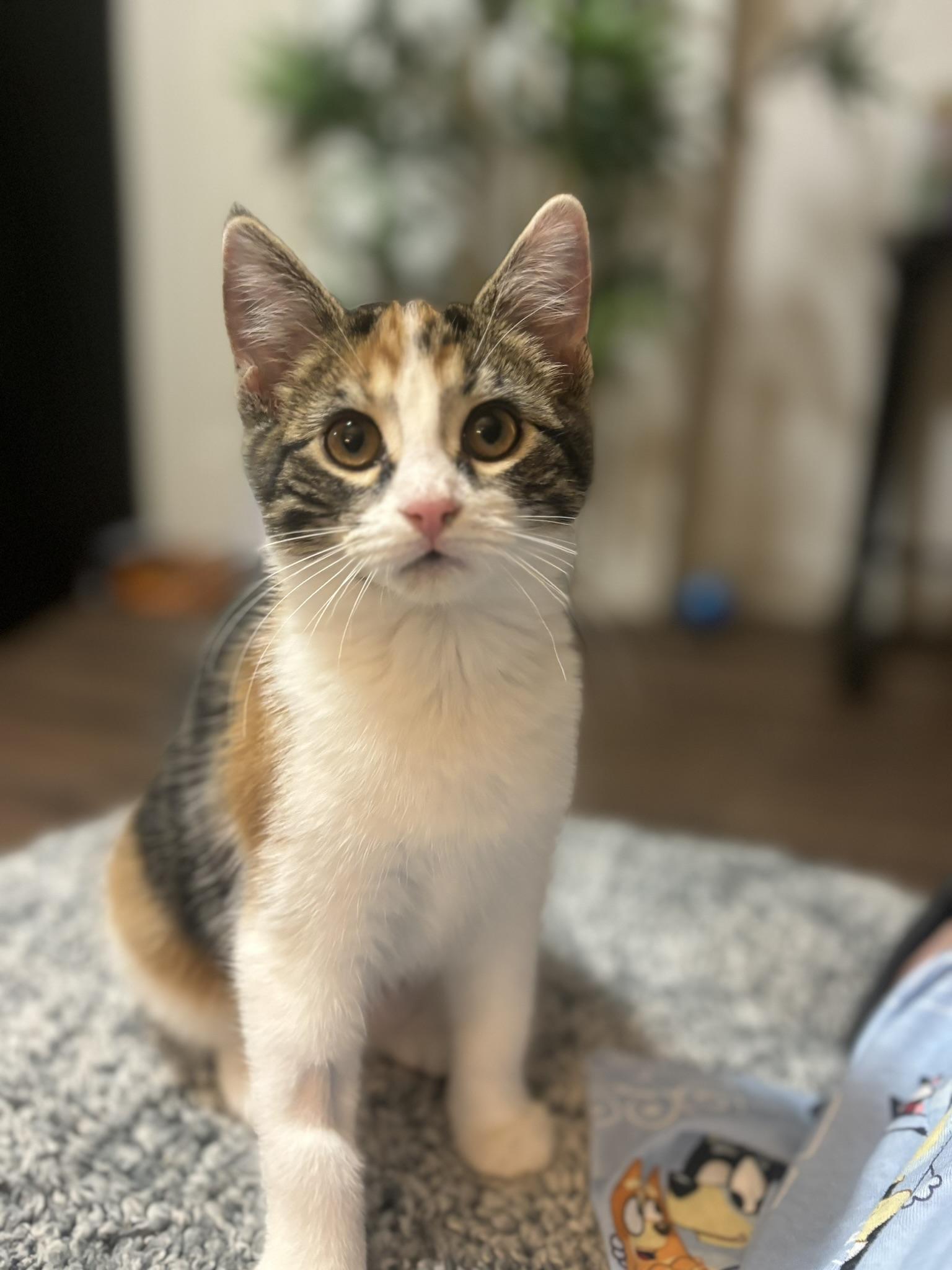 Cat for adoption - S'Mores, a Calico in Arnold, MO | Petfinder