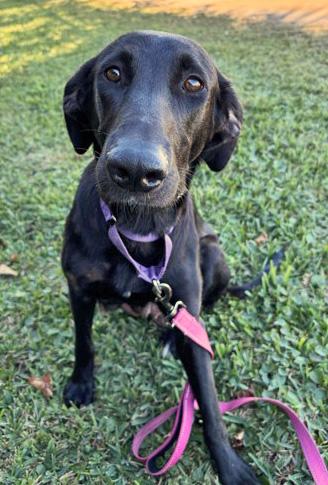 Dog for adoption - CHILI, a Labrador Retriever Mix in Fernandina Beach ...