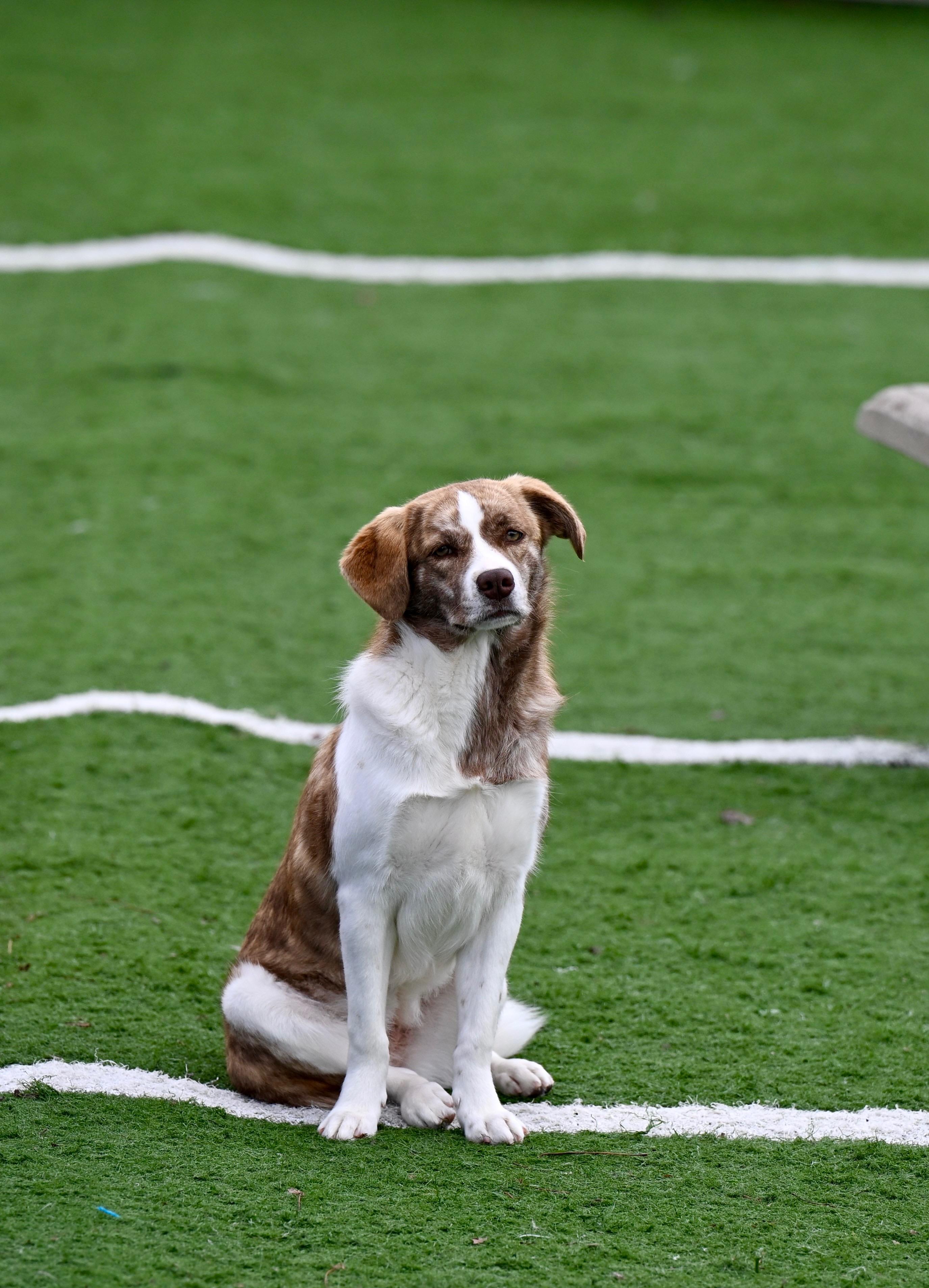 Dog for adoption - Peppermint Patty!, a Pug & Chihuahua Mix in ...