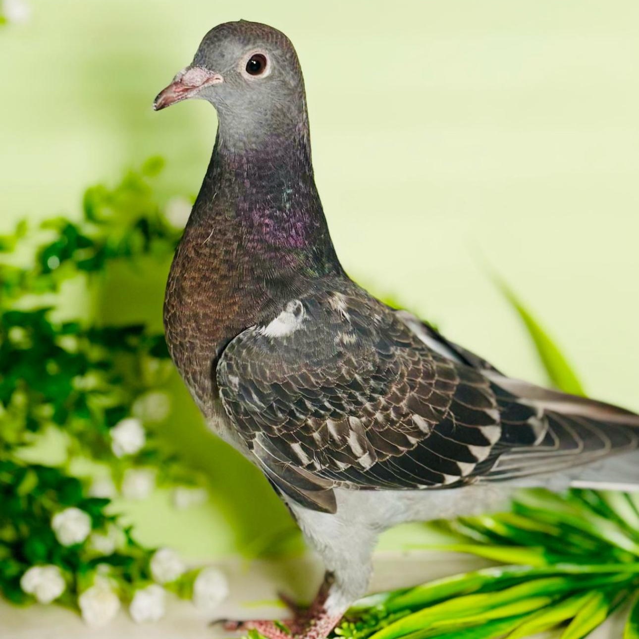 Dove for adoption - Willafred, a Pigeon in Chicago, IL | Petfinder