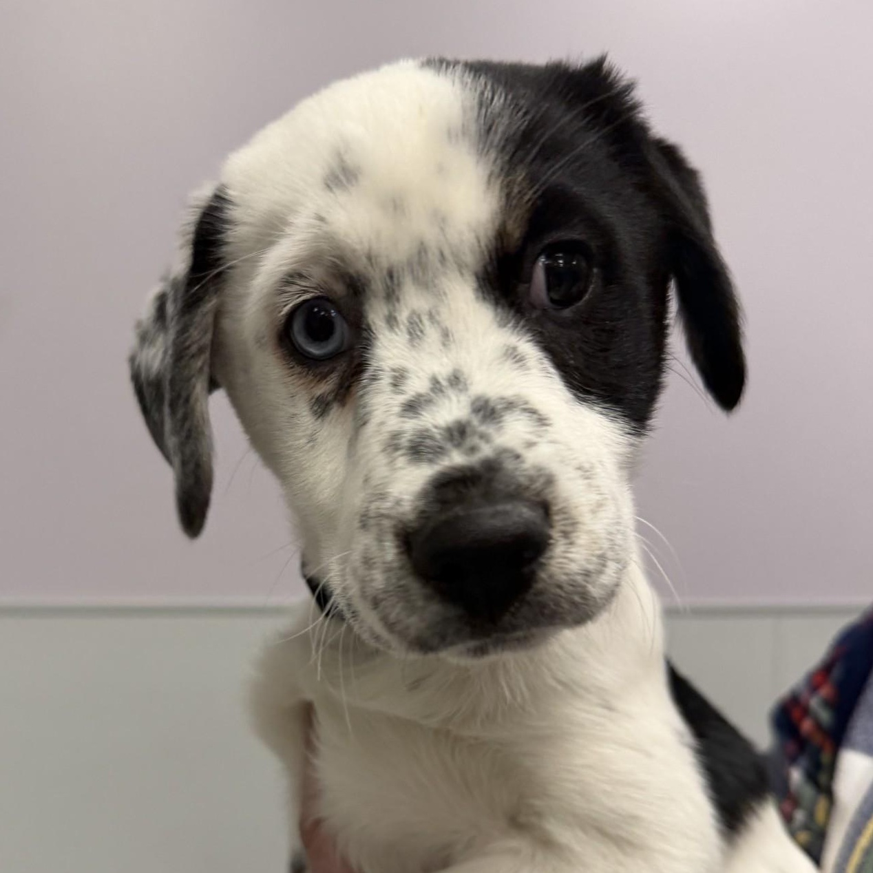 Juniper - Adoptable Pet | Petfinder | Petfinder
