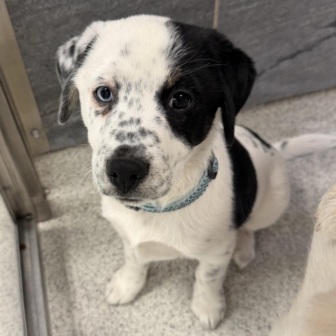 Juniper - Adoptable Pet | Petfinder | Petfinder