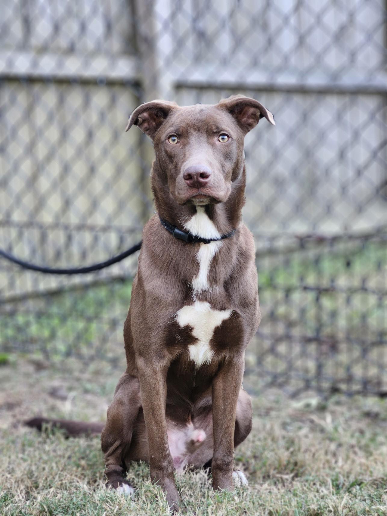 Dog for adoption - WHISKEY BRAMBLE, a Labrador Retriever & Chesapeake ...