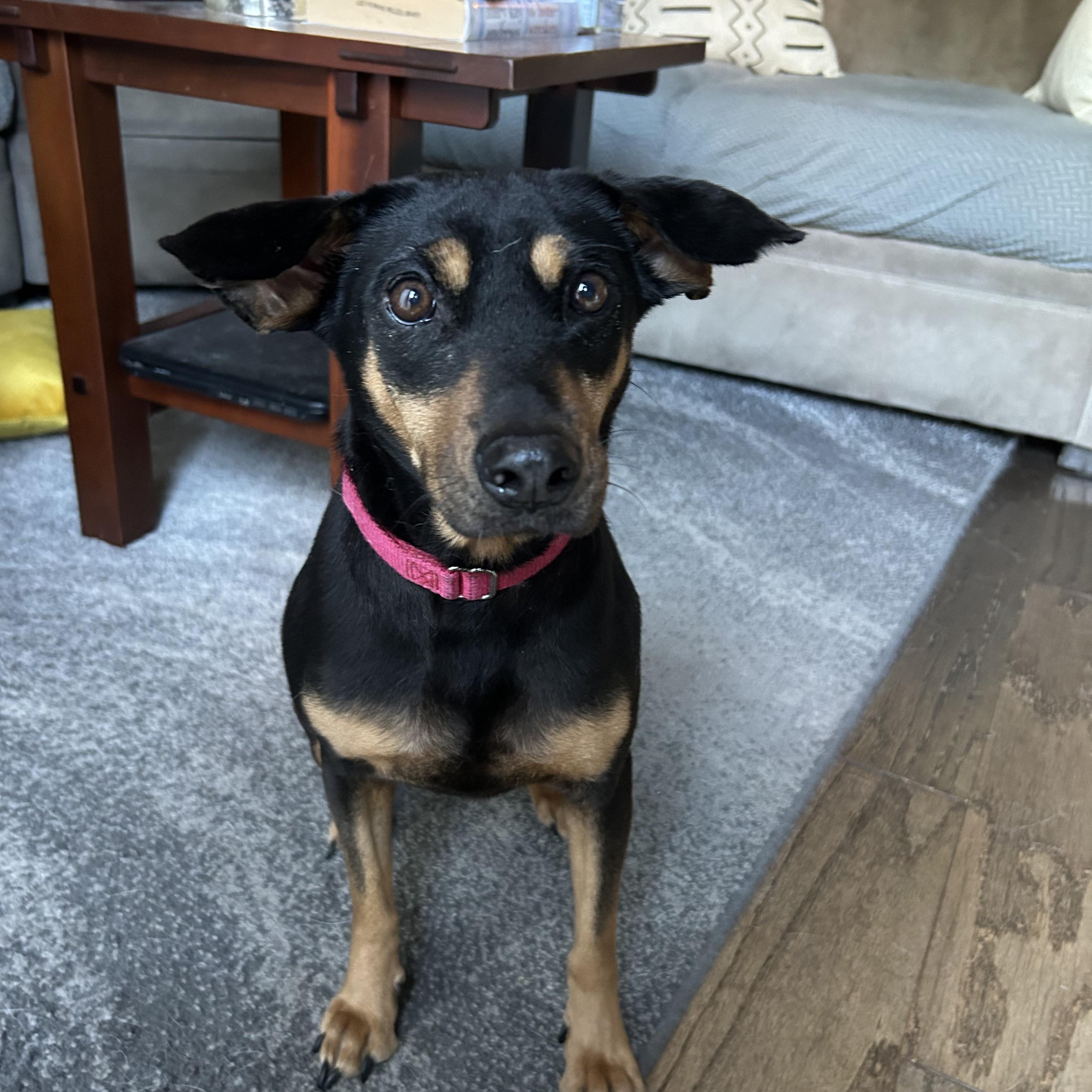 Dog for adoption - Daisy Mae, a Hound Mix in Suffield, CT | Petfinder