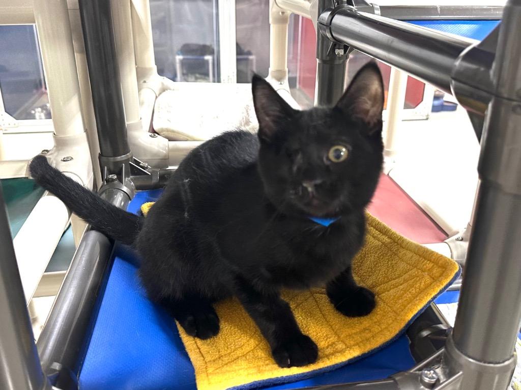 Cat for adoption - Murdock, a Domestic Short Hair in Powell, OH | Petfinder