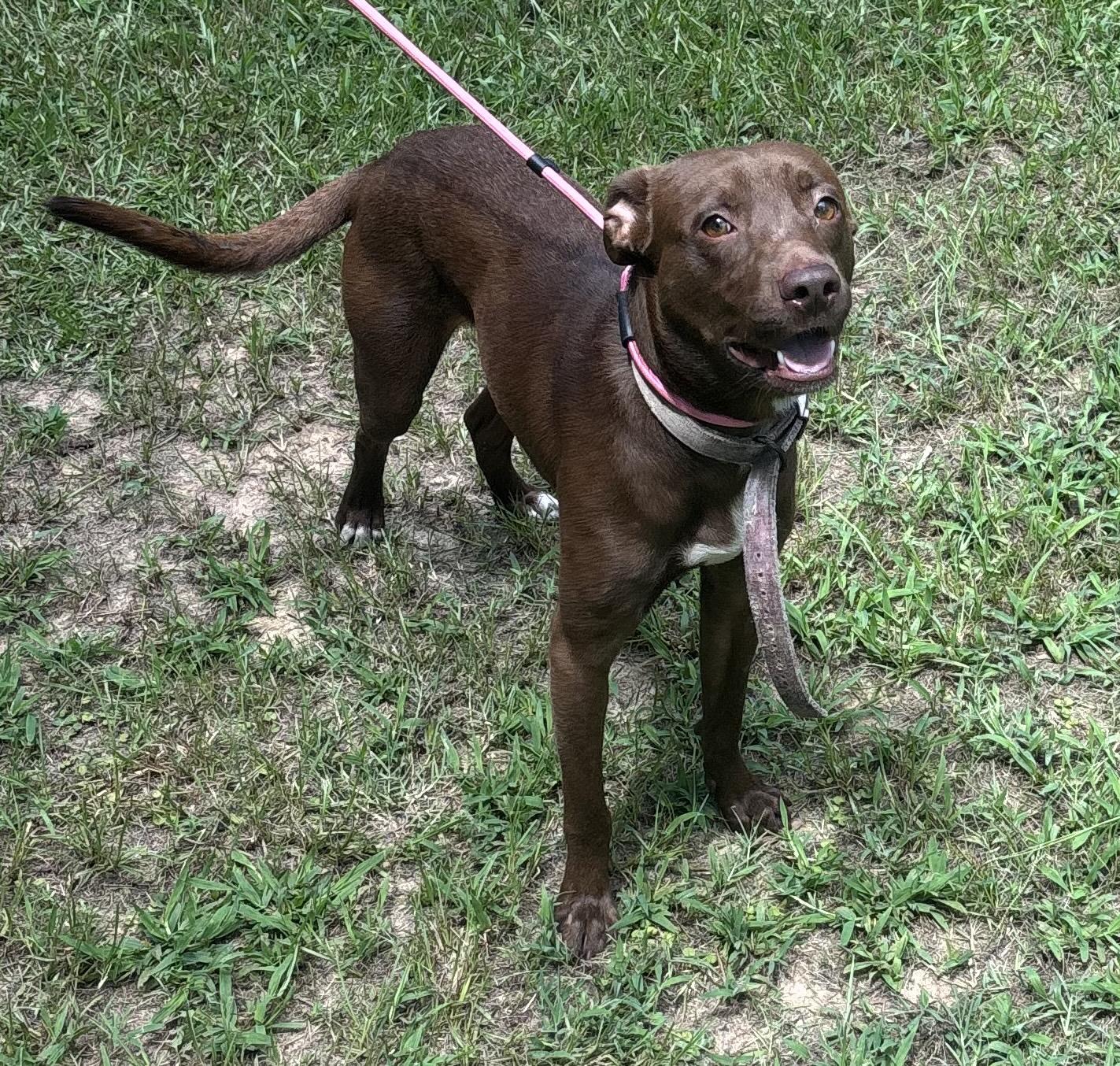 Dog for adoption - Scooby, a Chocolate Labrador Retriever Mix in Fort ...
