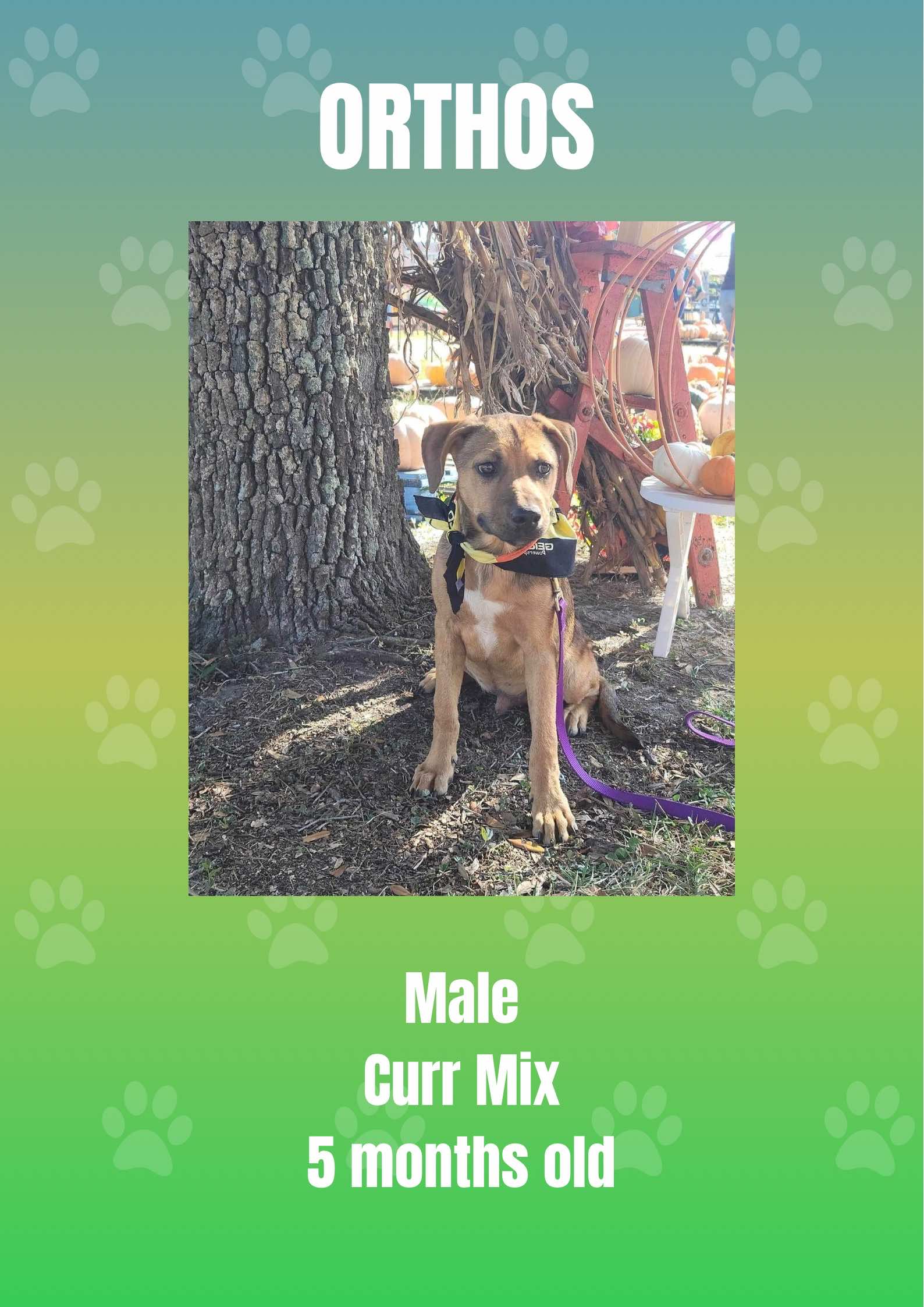 Dog for adoption - Orthos, a Black Mouth Cur Mix in Aulac, NB | Petfinder