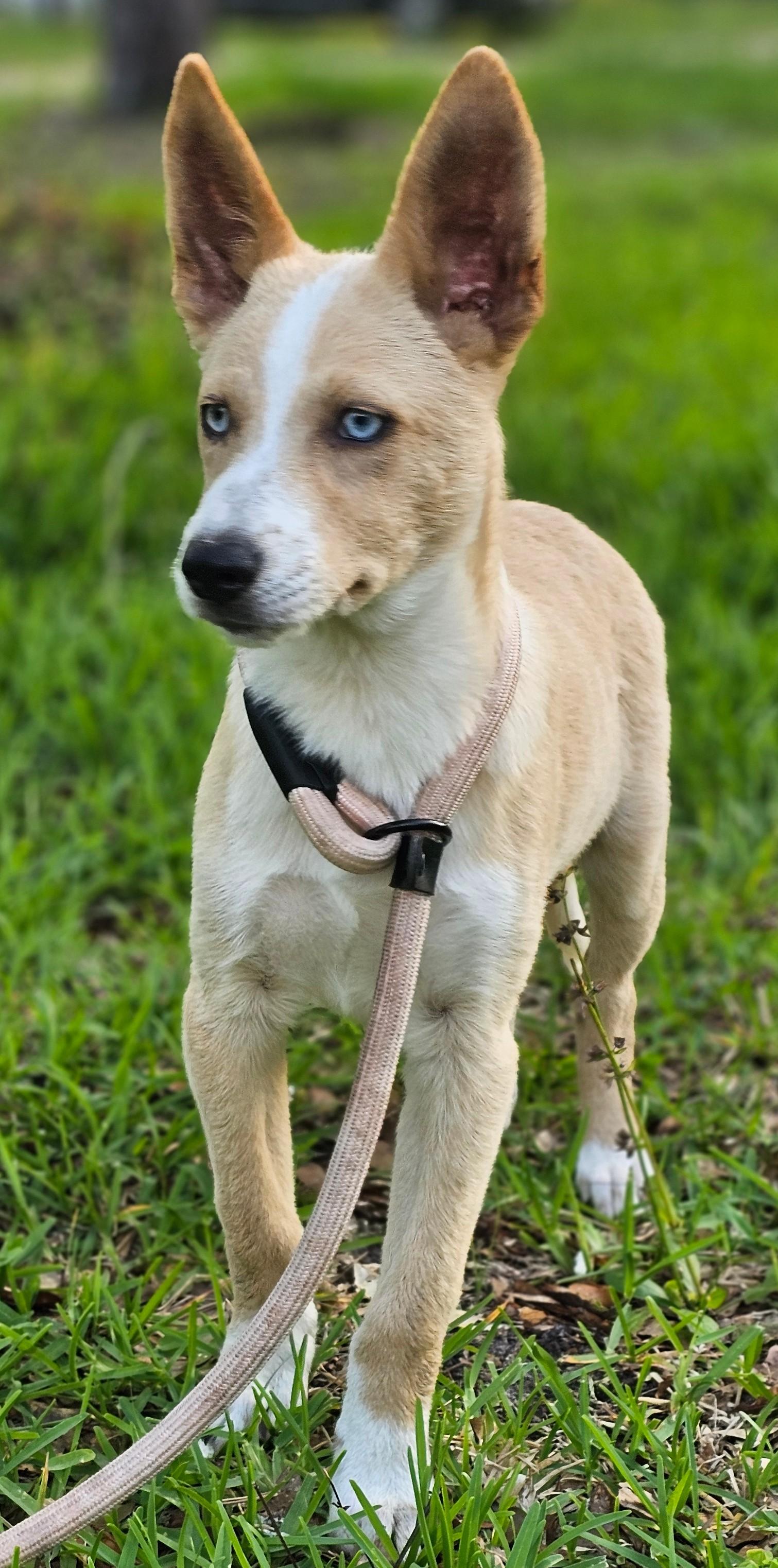 Dog for adoption - Micah, a Husky Mix in Mt Pleasant, SC | Petfinder