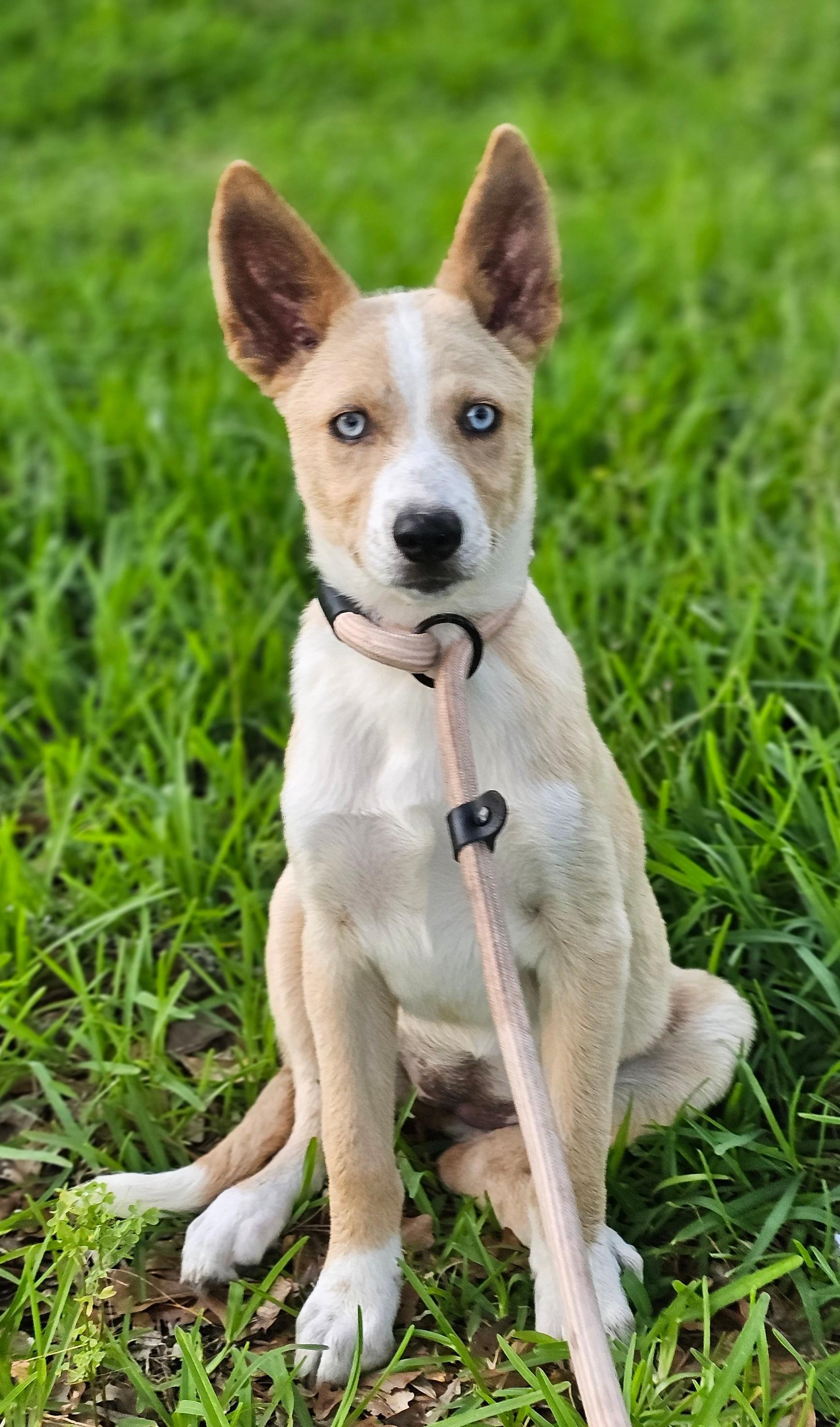 Dog for adoption - Micah, a Husky Mix in Mt Pleasant, SC | Petfinder