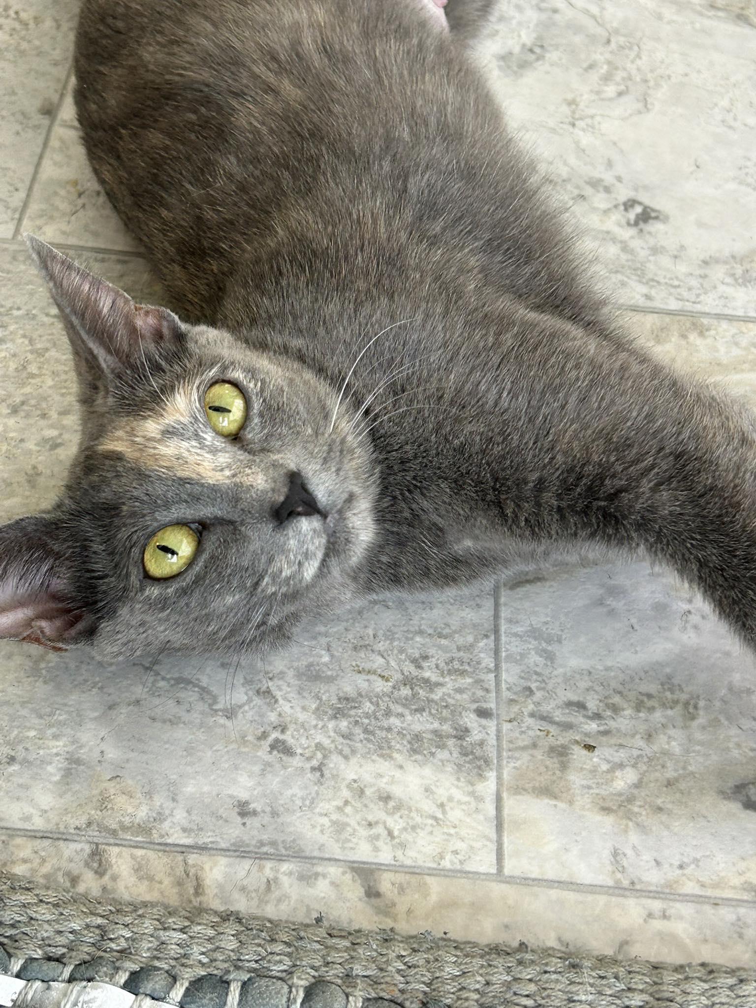 Cat for adoption - Elsa, a Dilute Tortoiseshell in St Leonard, MD | Petfinder