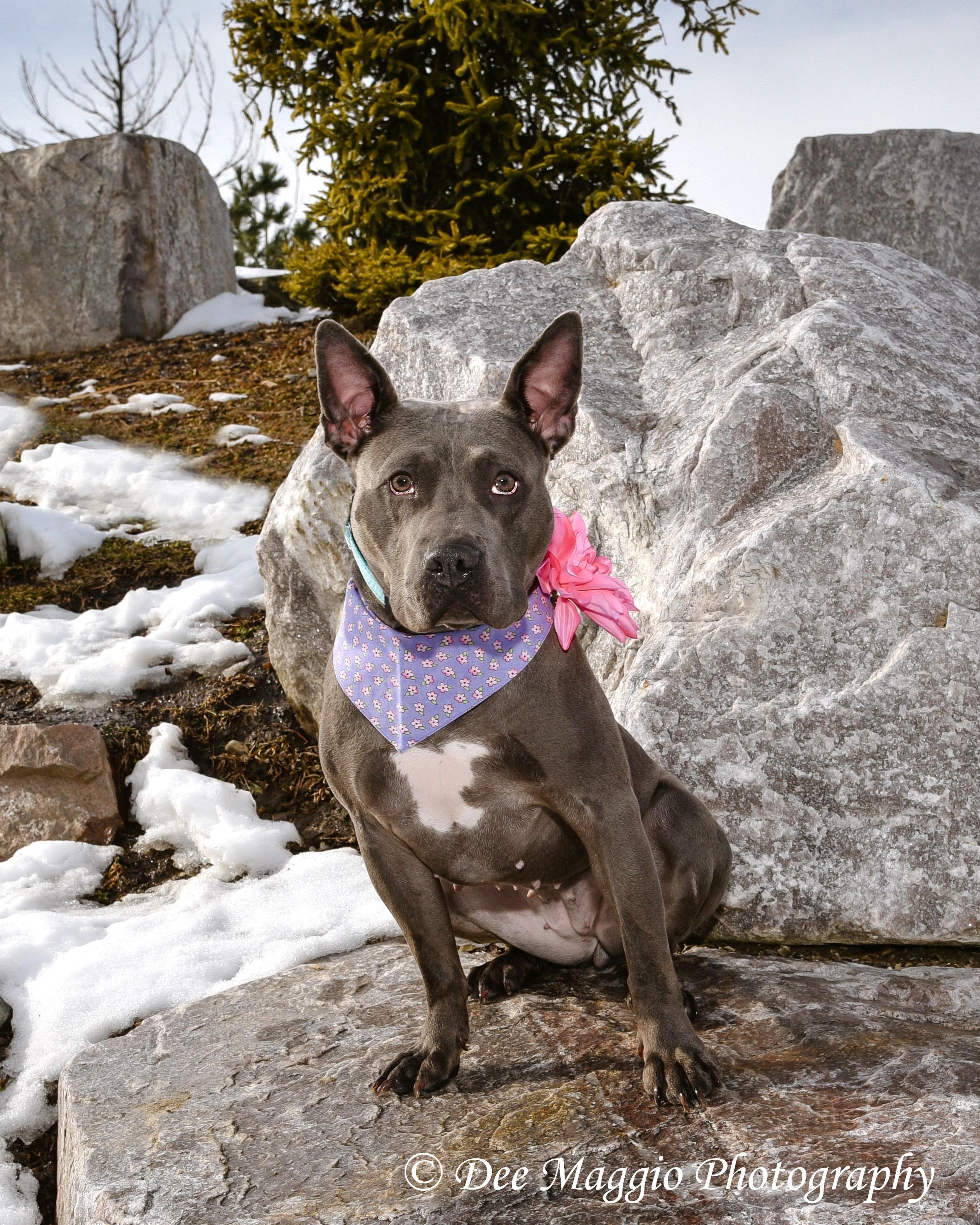 Dog for adoption - Topaz! Dog and cat friendly! Adoption Paid!, a Pit ...