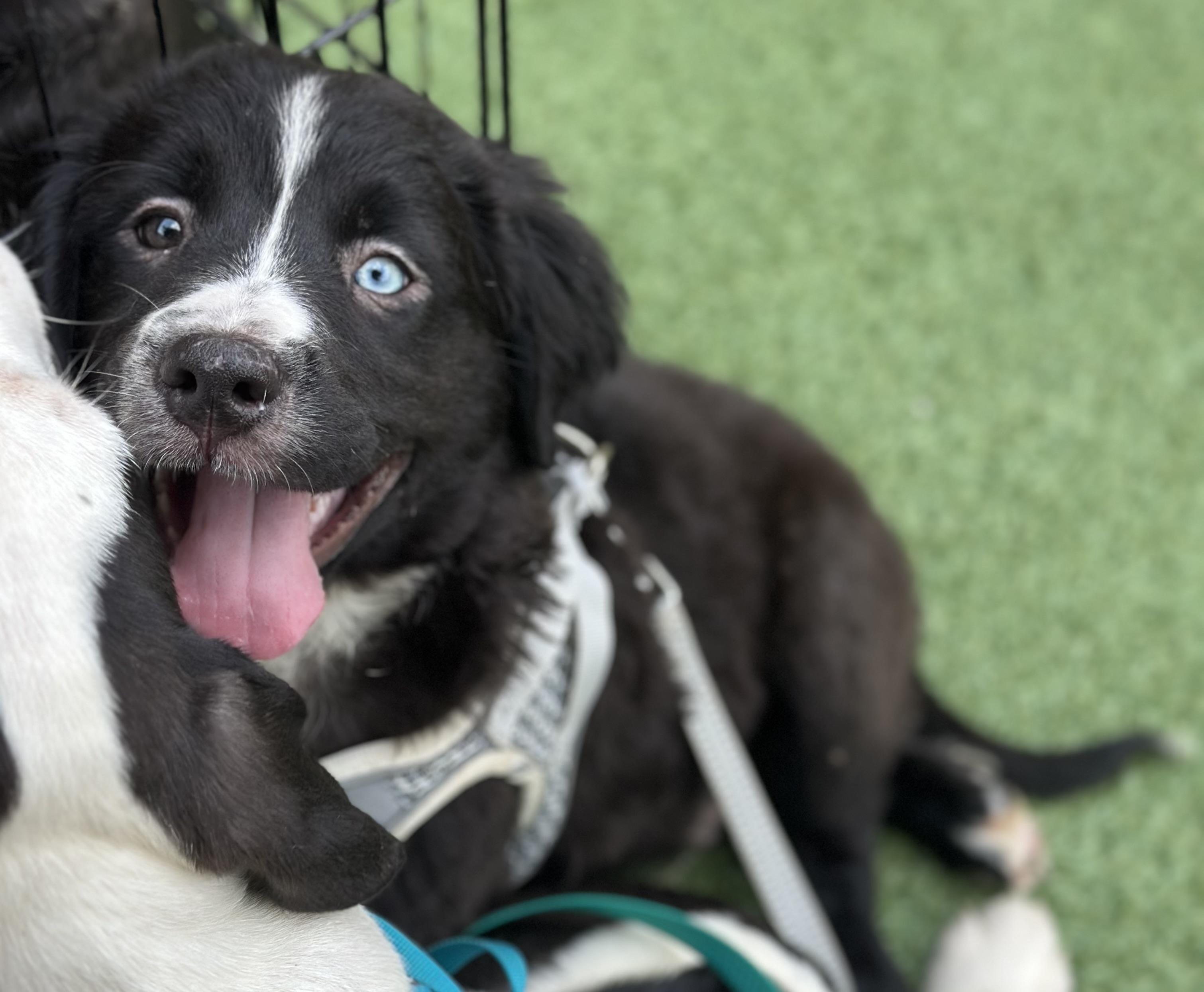 Dog for adoption - Bailey, a Border Collie Mix in Albany , NY | Petfinder