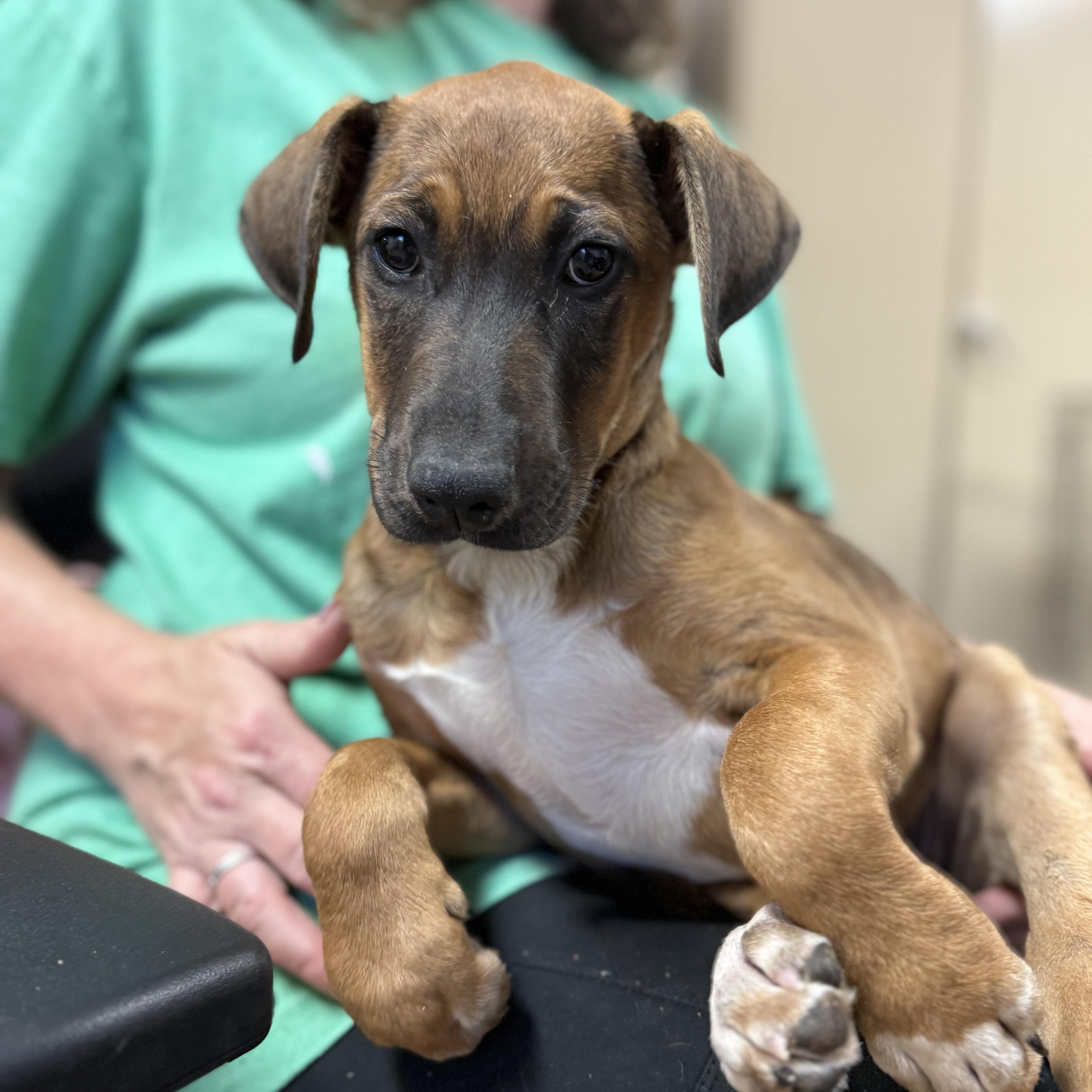 Dog for adoption - Whatchamacallit, a Labrador Retriever Mix in ...