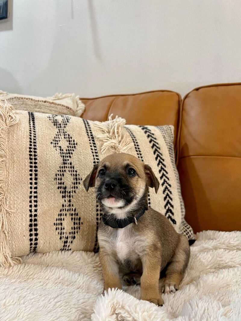 Dog for adoption - Donatello Ninja Turtle, a German Shepherd Dog ...