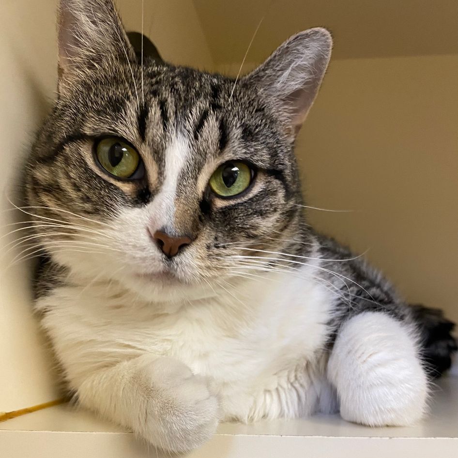 Humane Law Enforcement | Humane Society of Lebanon County