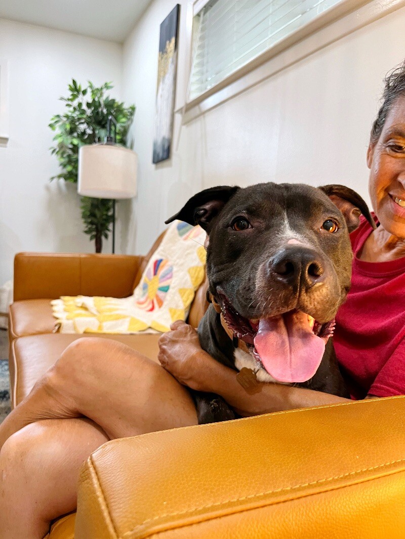 Dog for adoption - Stetson Channelview, a Pit Bull Terrier & Labrador ...