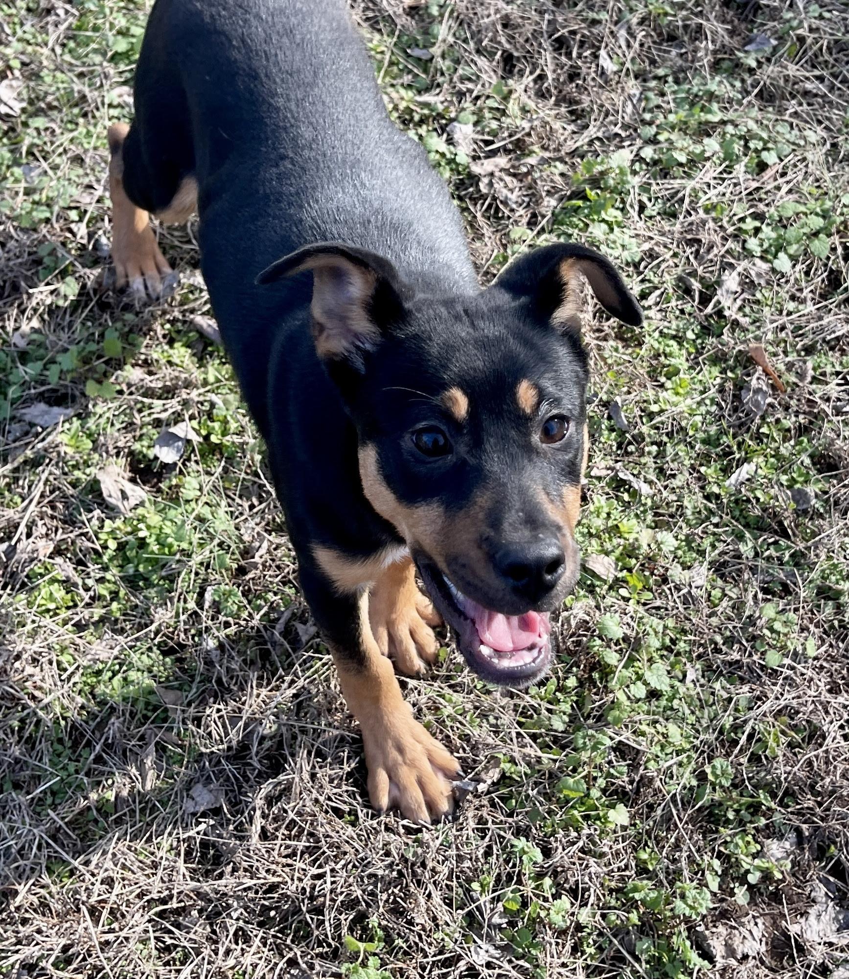 Dog for adoption - Flora - Come Meet Me, a Miniature Pinscher & Terrier ...