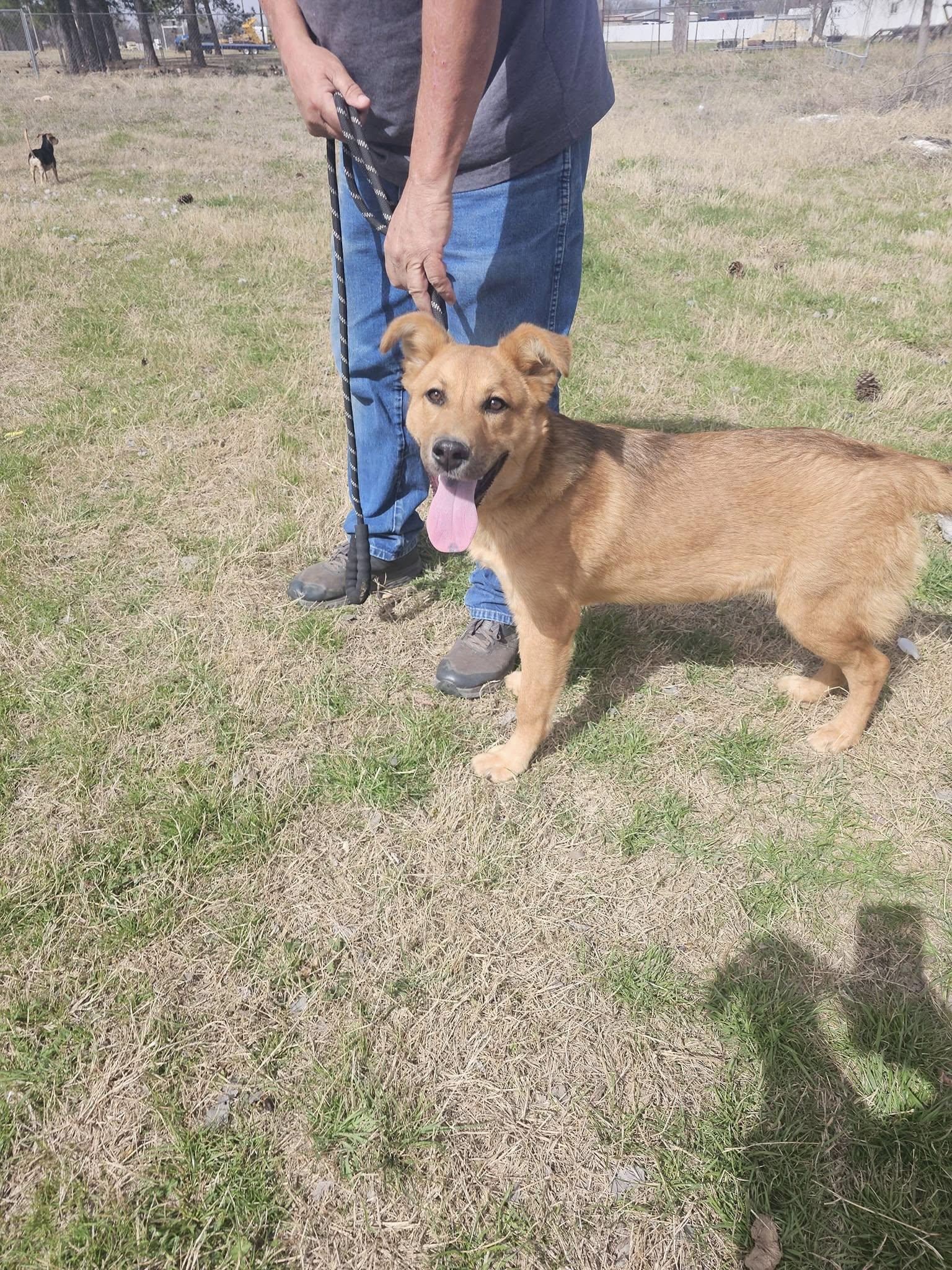 Dog for adoption - Ginger, a Golden Retriever Mix in abingdon, MD ...