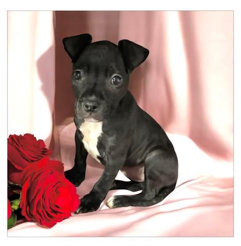 Dog for adoption - Zuri, a Boxer & American Staffordshire Terrier Mix ...