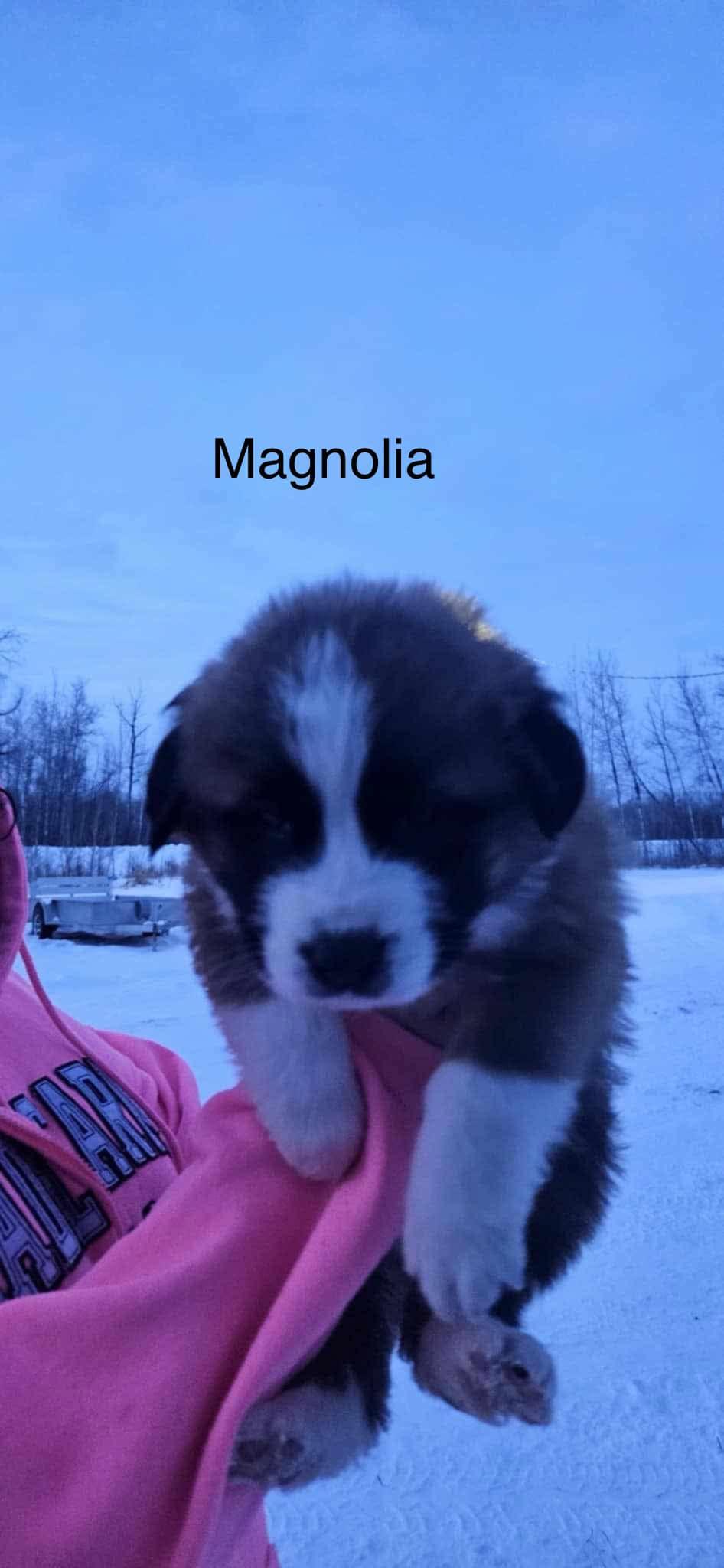 Dog for adoption - Magnolia (20250130-05), a Saint Bernard & Great Pyrenees Mix in Niagara on ...