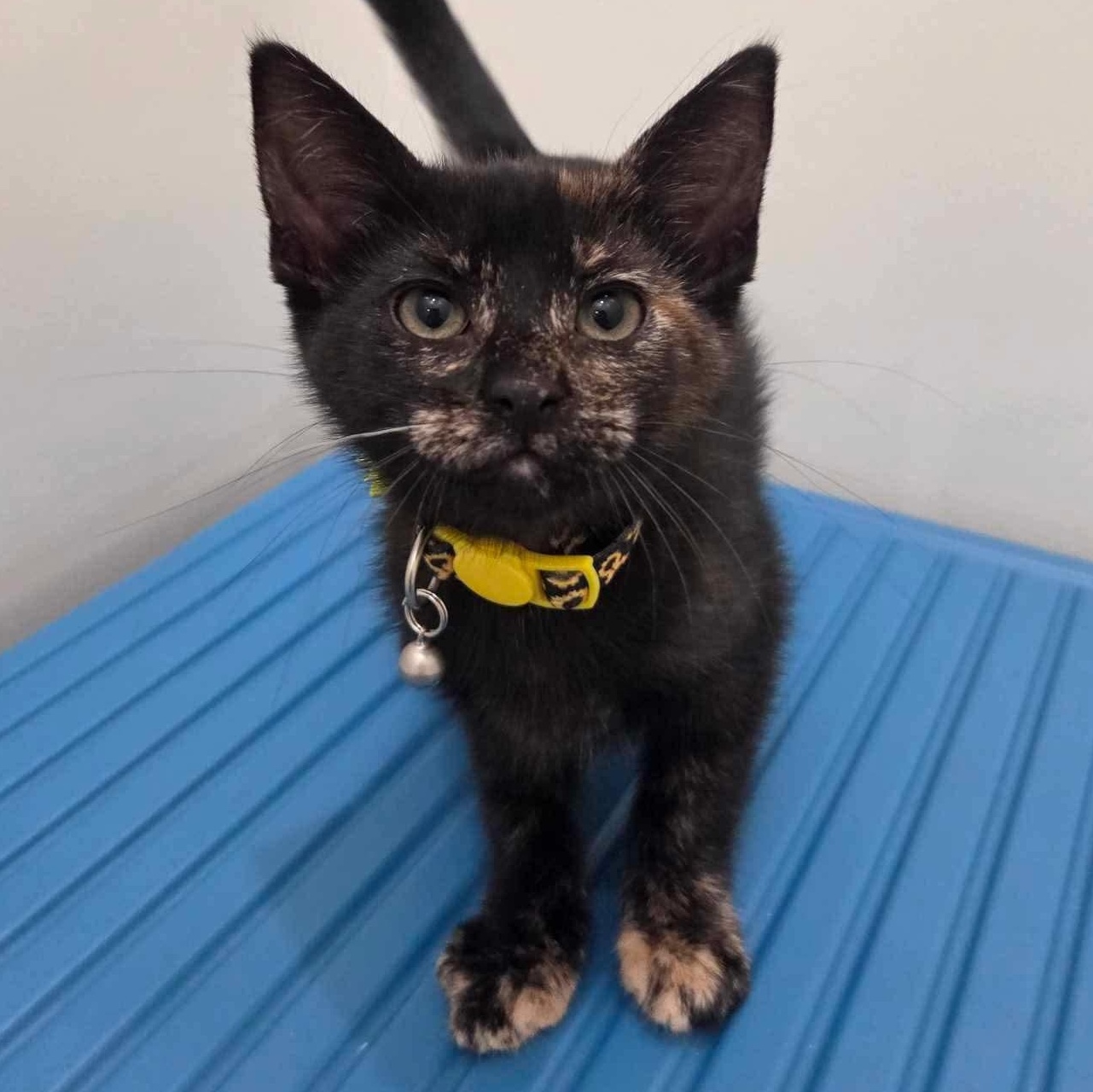 Cat for adoption - Ayla- so affectionate, a Tortoiseshell & Domestic ...