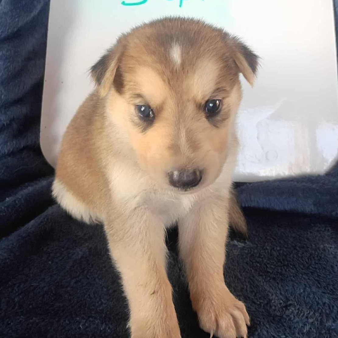 Dog for adoption - JASPER GS, a German Shepherd Dog Mix in Cameron, MO ...